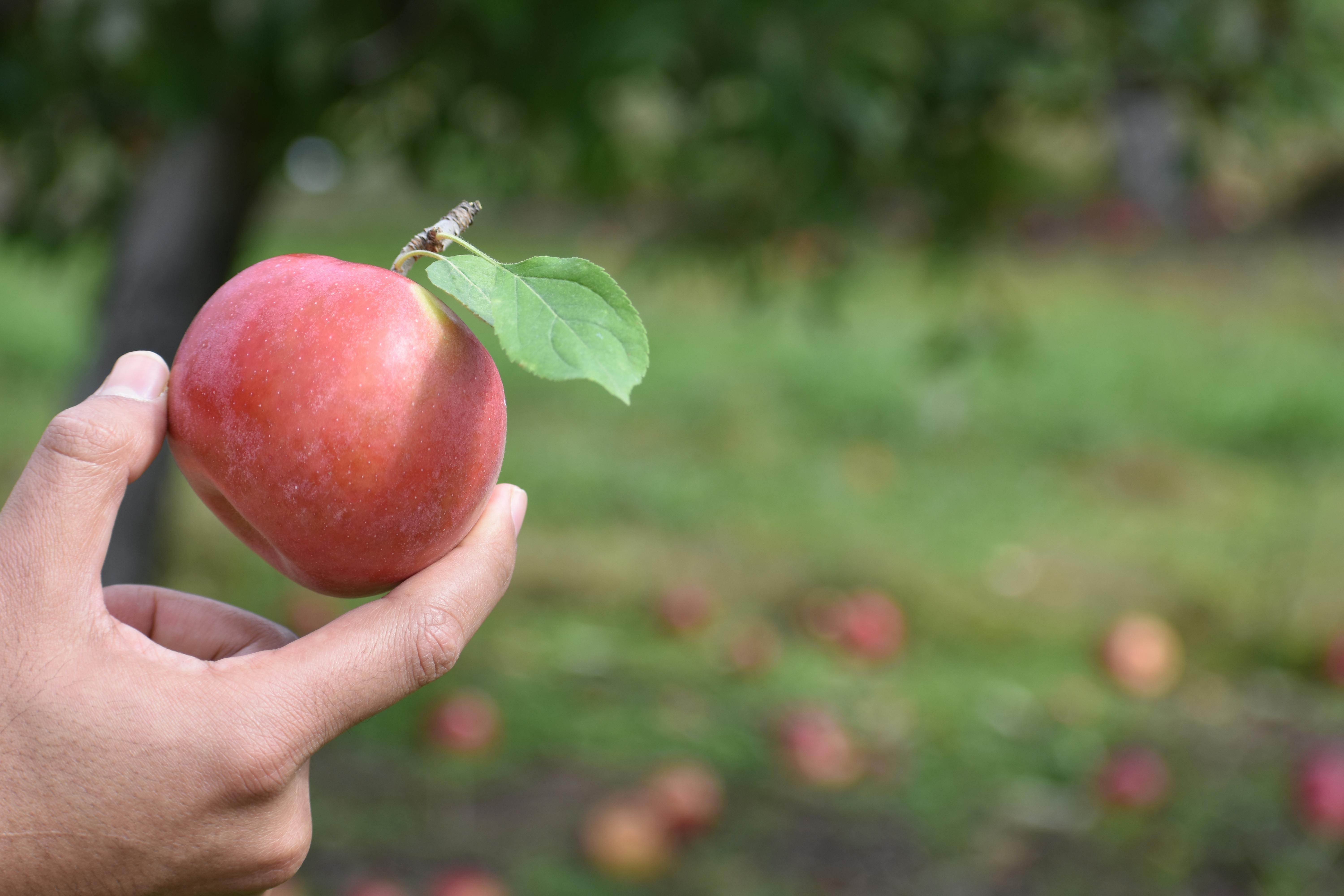 Apple tree · Free Stock Photo
