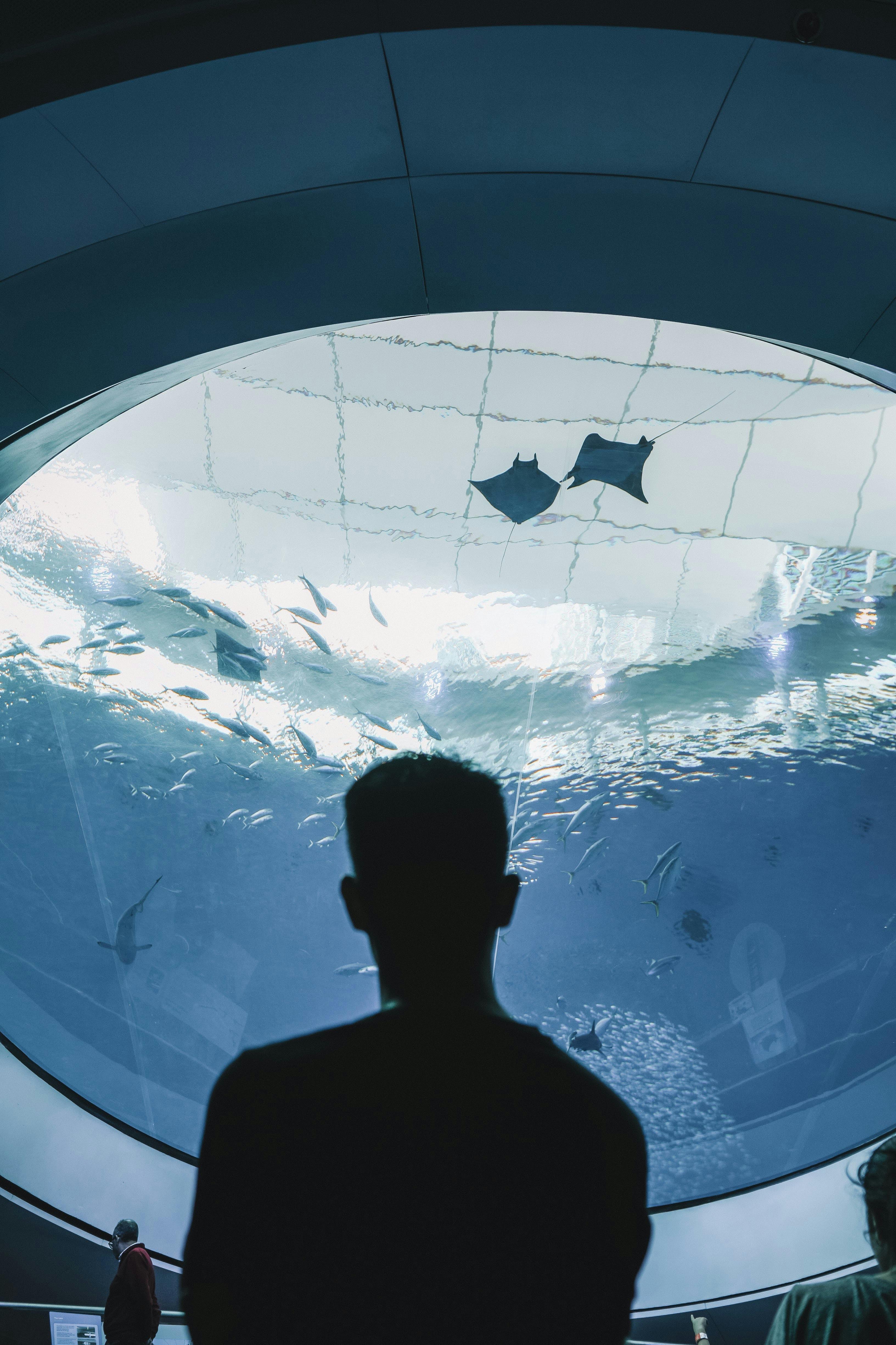 Silhouette of a Man Standing and Looking at Fish in an Aquarium · Free ...