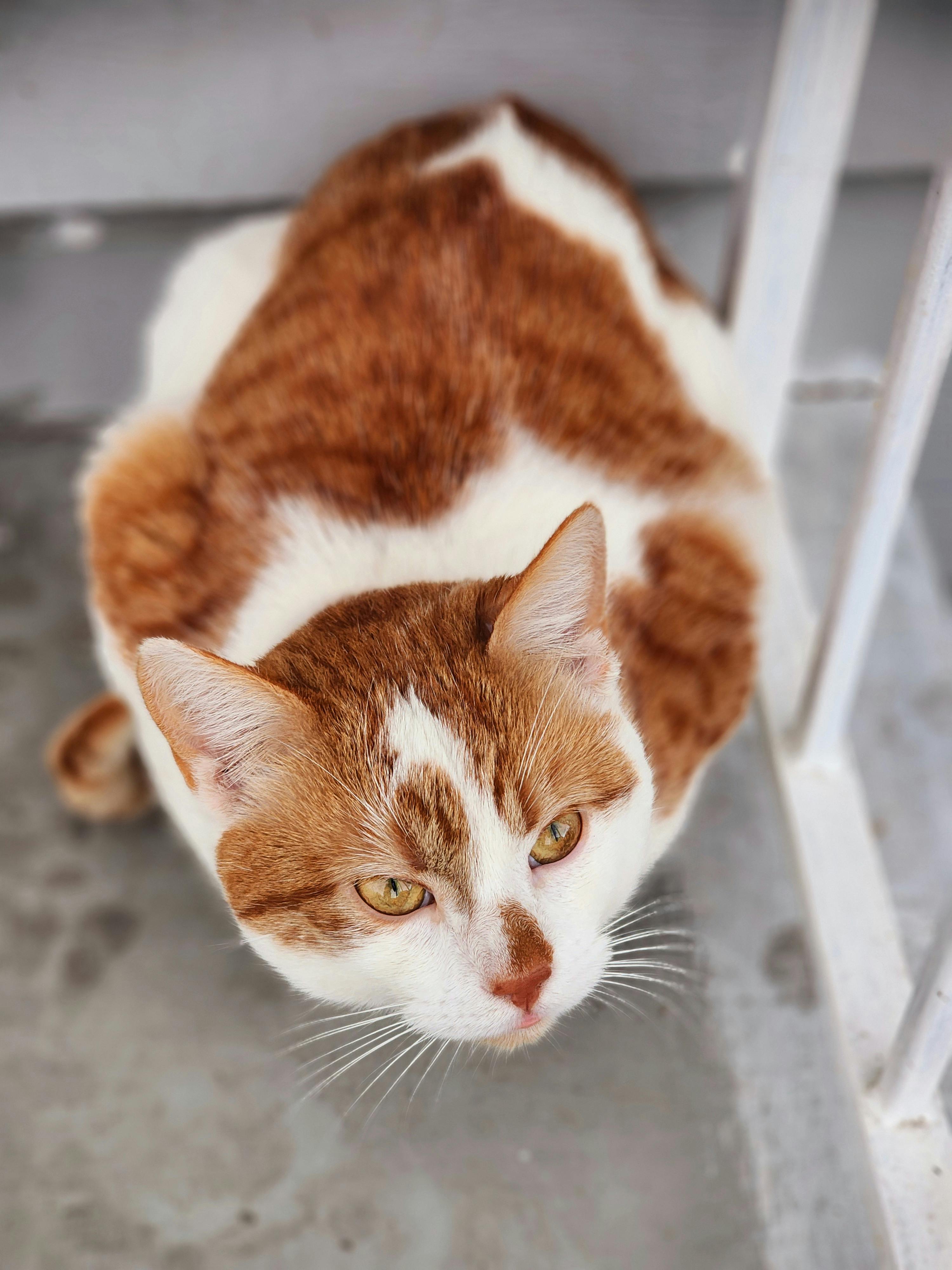 Low Angle Portrait of Cat on Tree Against Sky · Free Stock Photo