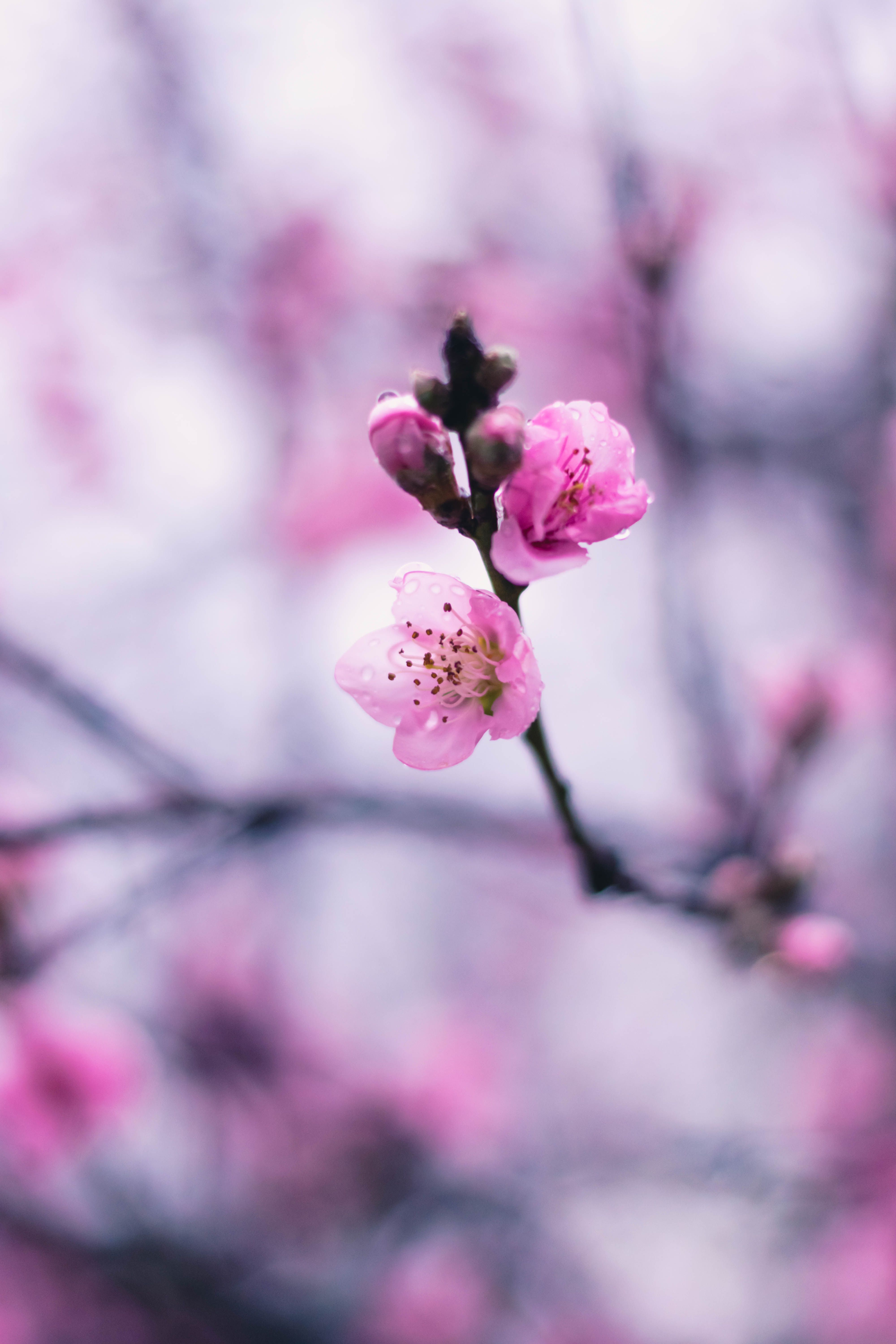 Close-up of Cherry Blossom · Free Stock Photo