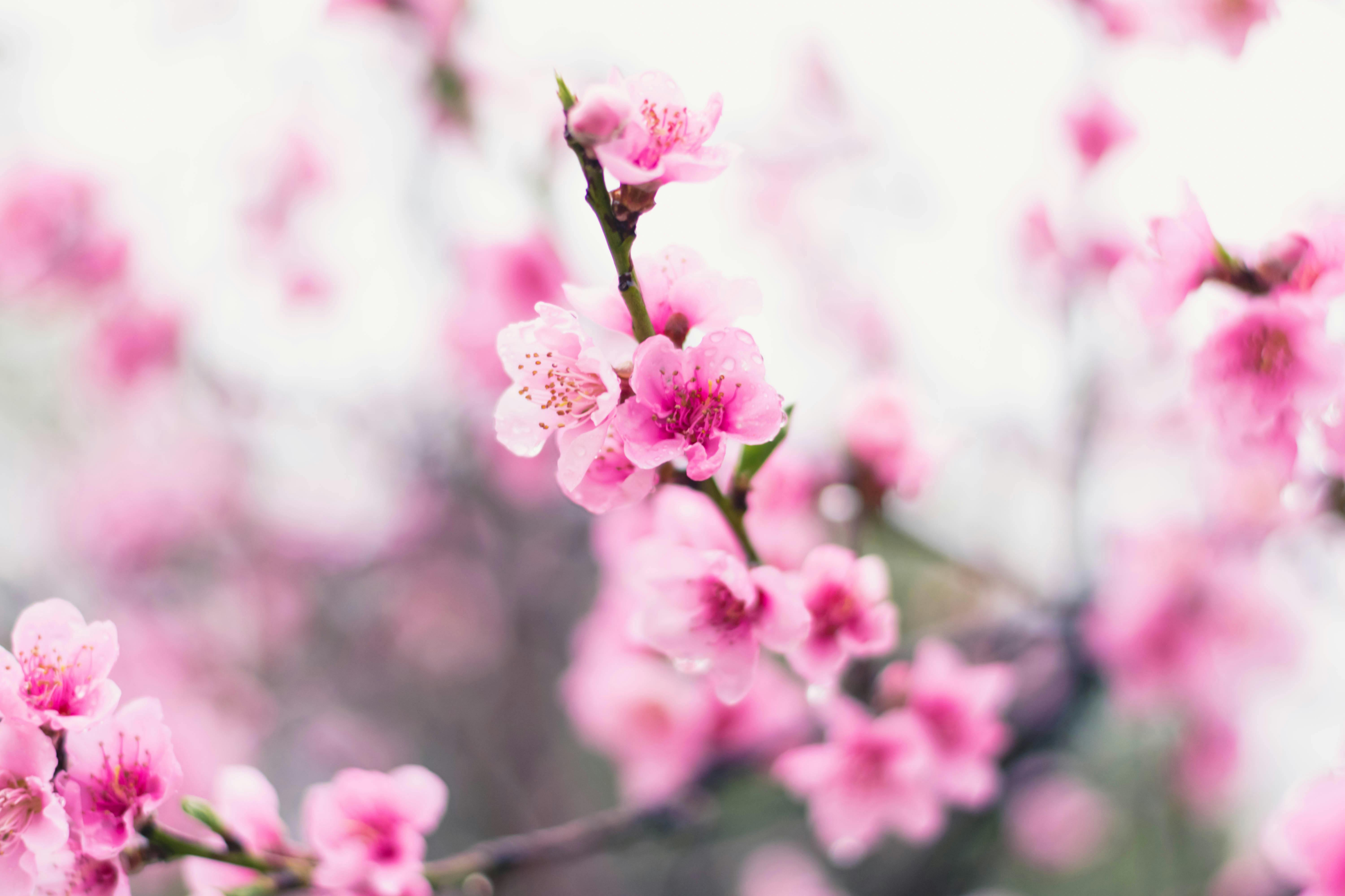 Fresh Wallpaper Photos, Download The BEST Free Fresh Wallpaper Stock ...