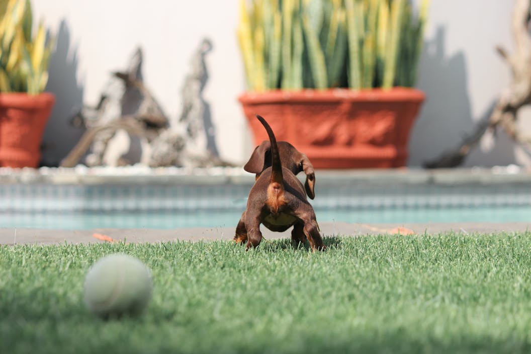 The Joy of Owning a Wiener Dog: A Complete Guide