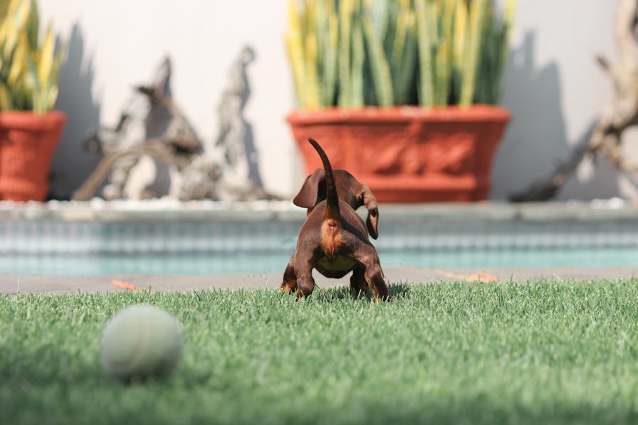 The Joy of Owning a Wiener Dog: A Complete Guide