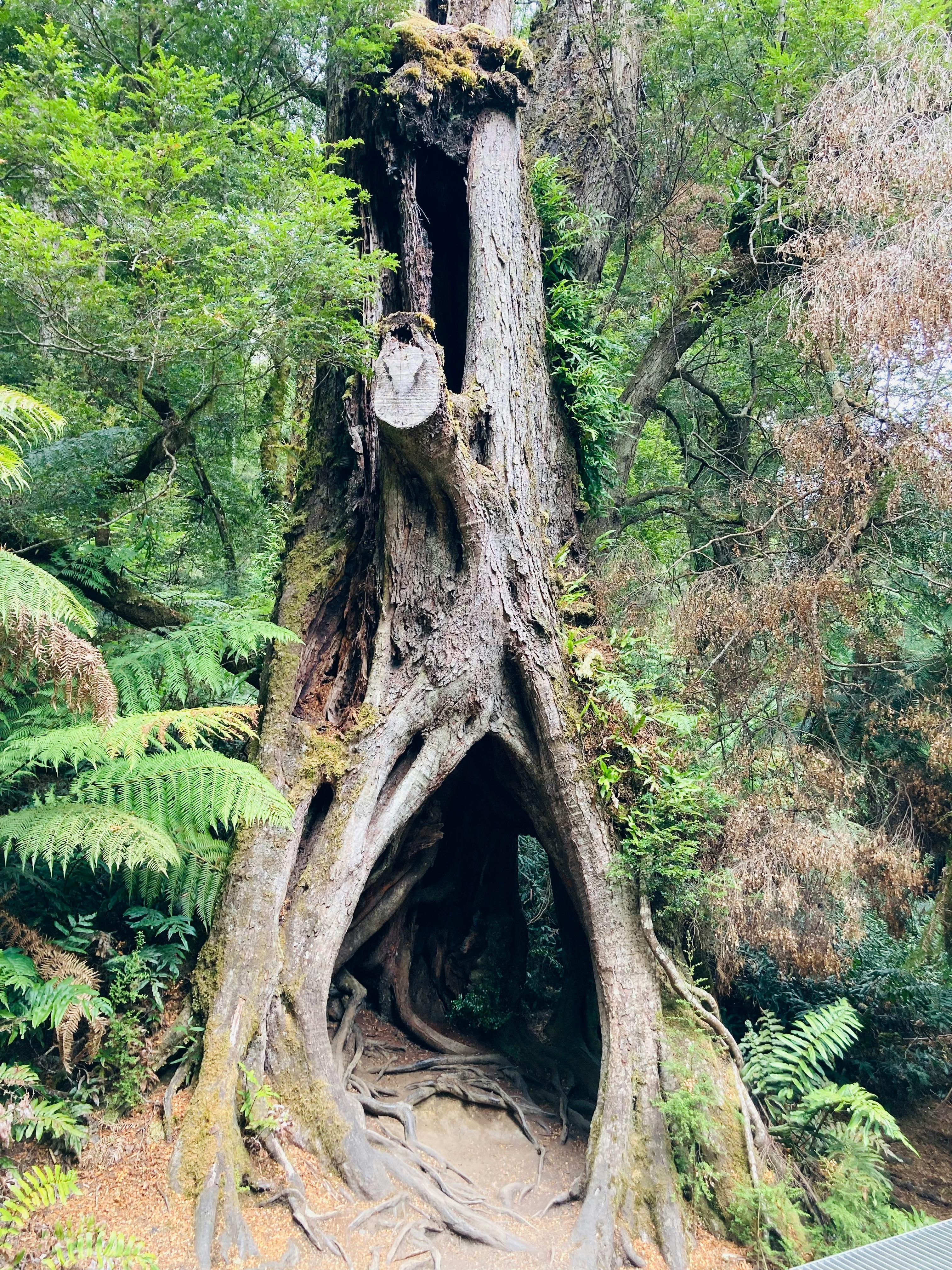 Hole in a Forest Tree · Free Stock Photo
