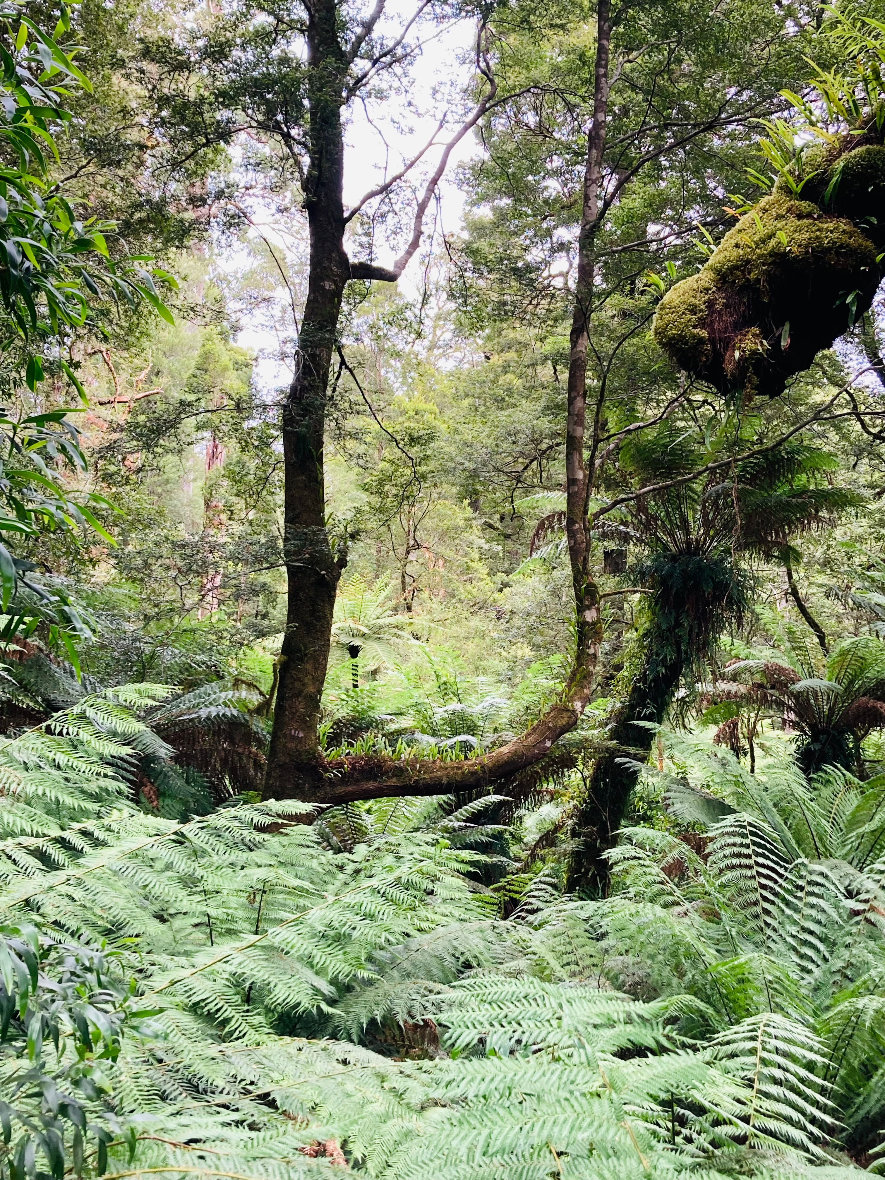 Green Lush Forest · Free Stock Photo