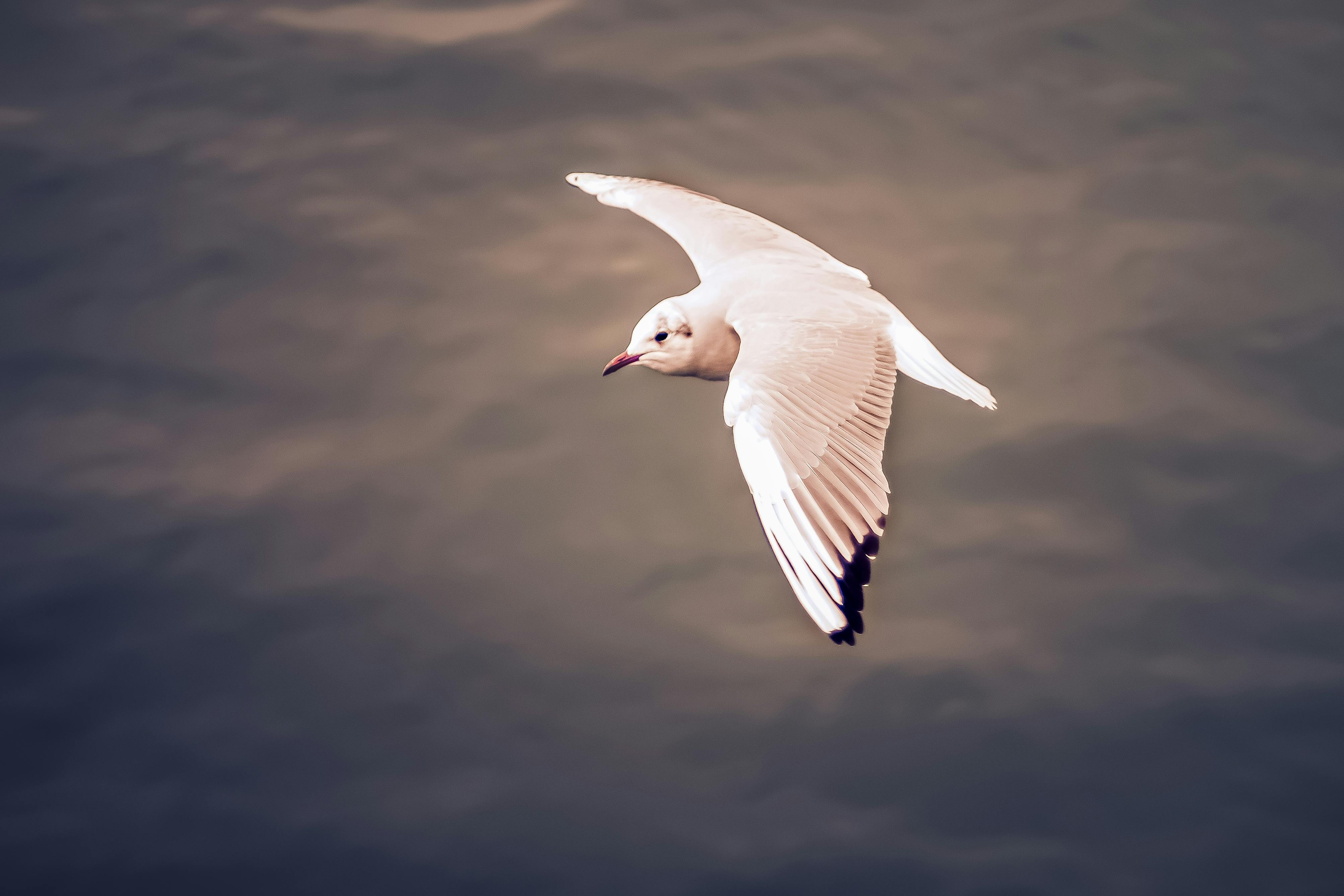 White Dove Flying · Free Stock Photo