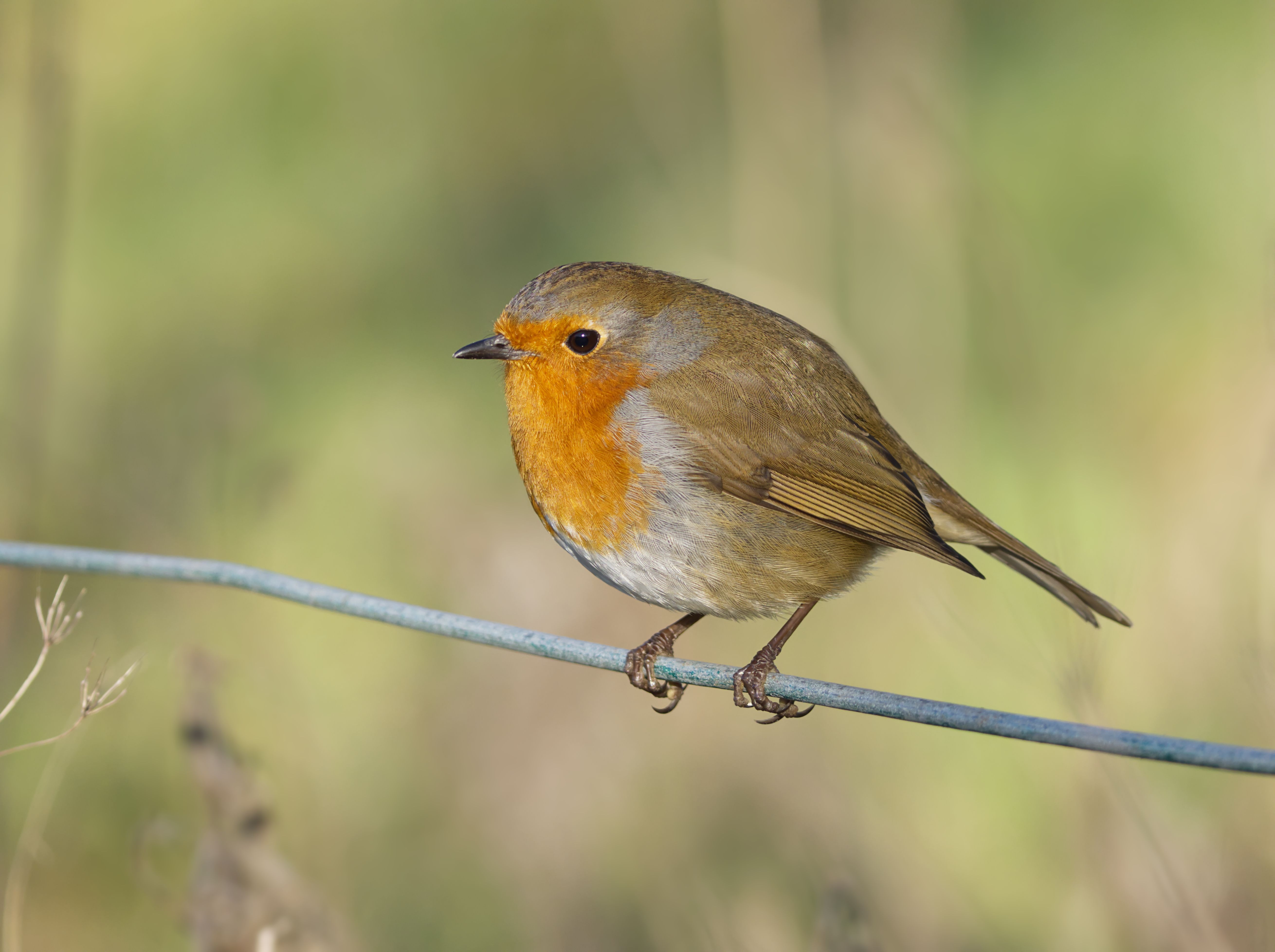 Robin Bird on Wire · Free Stock Photo