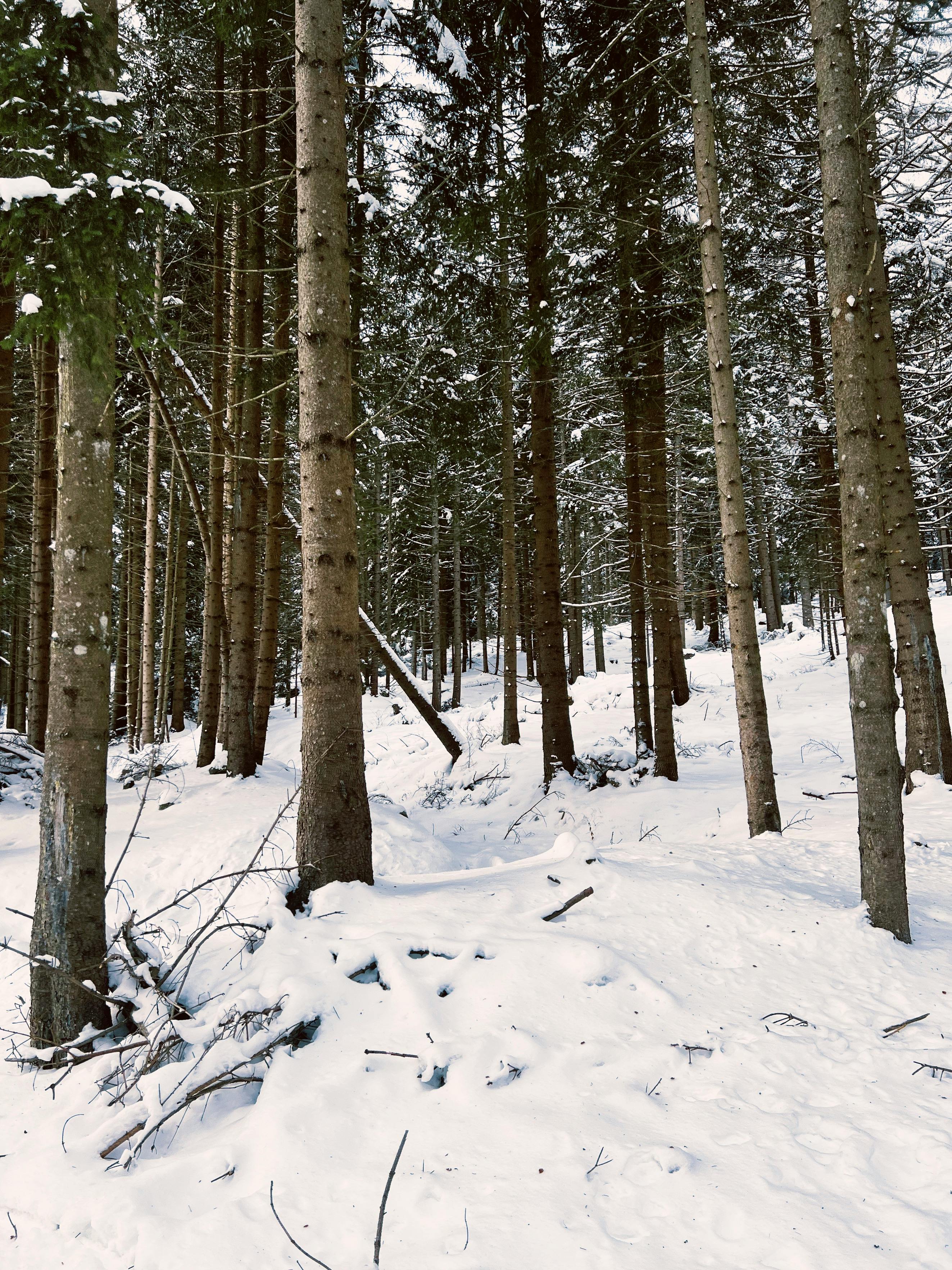 Winter Forest Landscape · Free Stock Photo