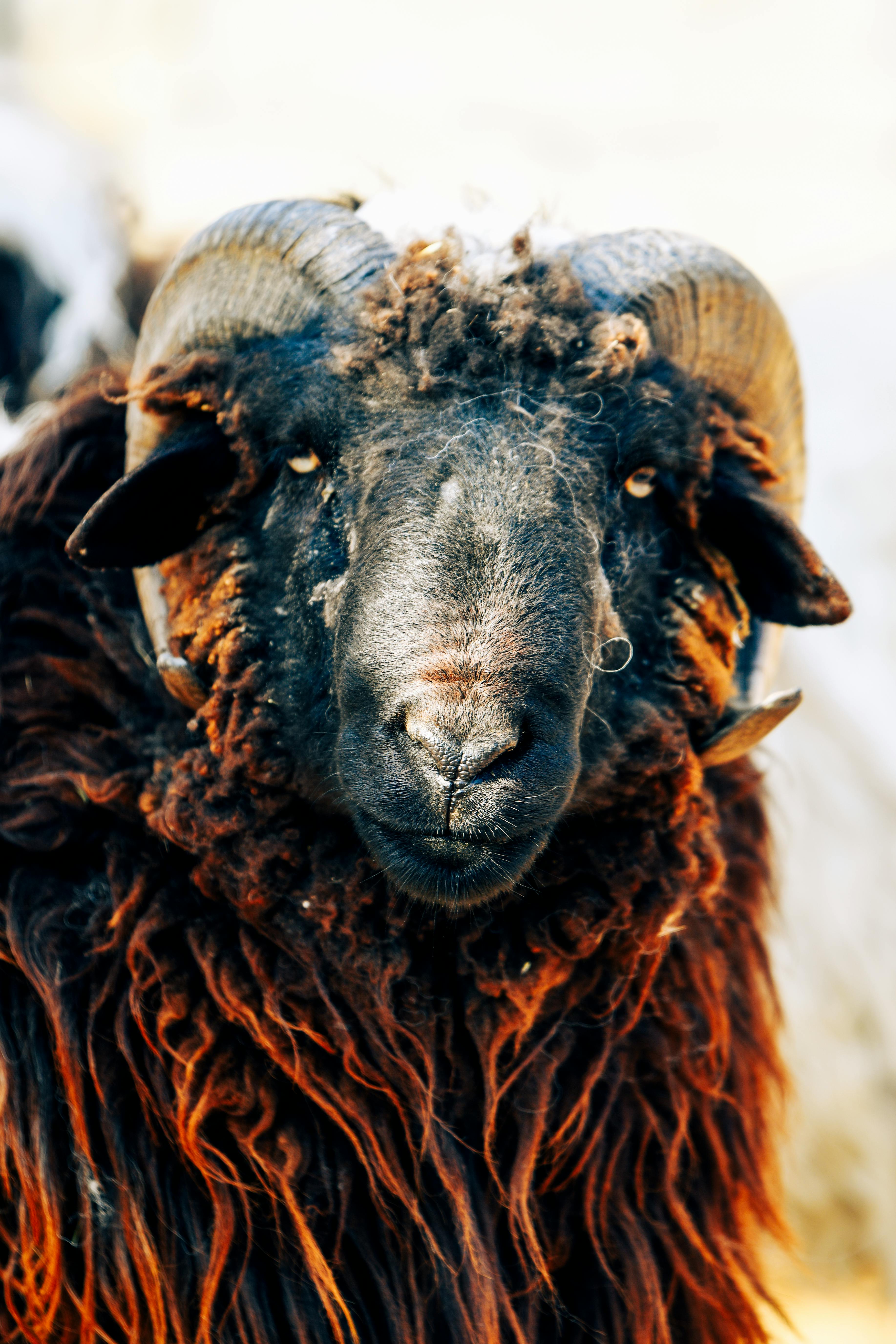 Close up of Ram Head · Free Stock Photo