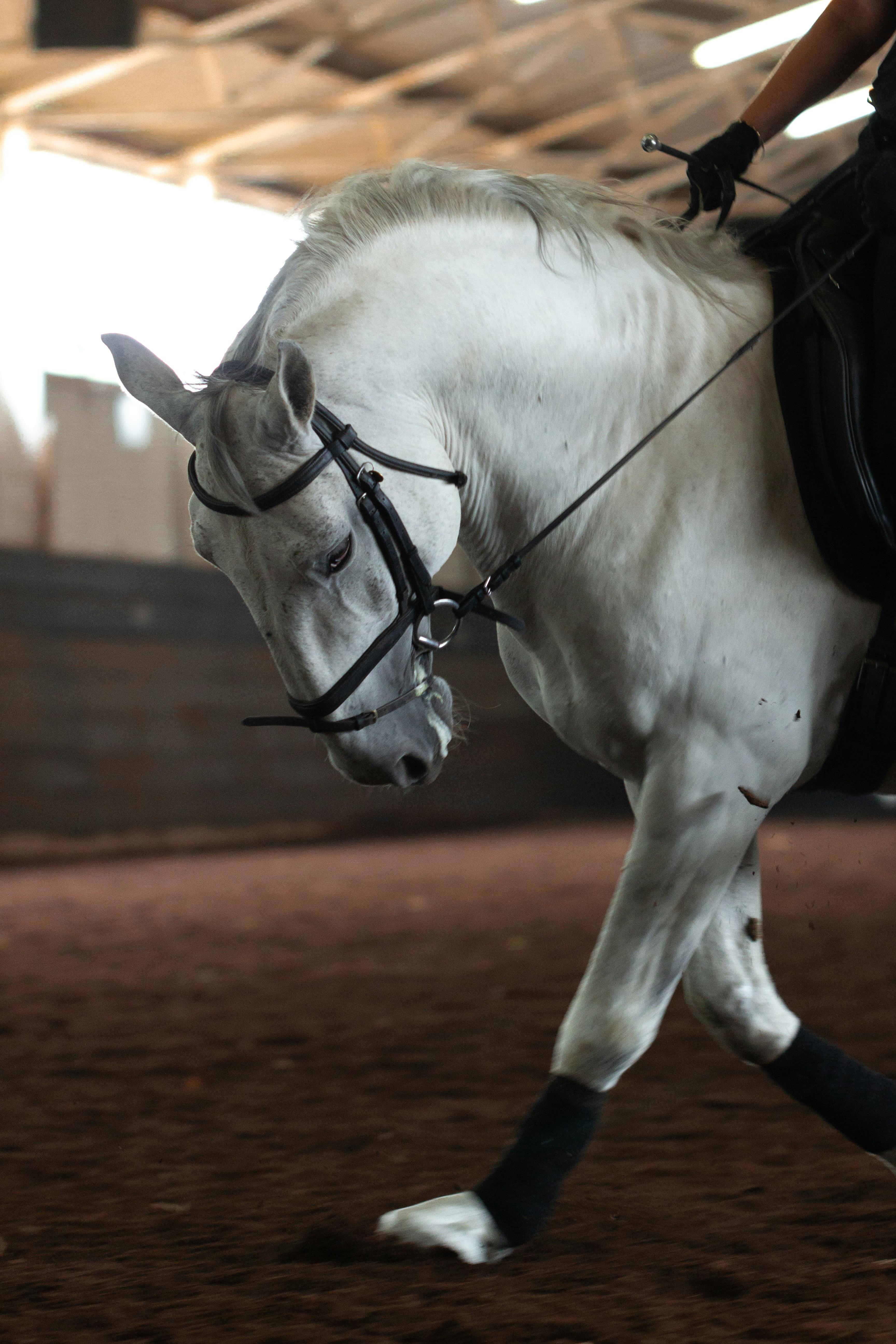 Horse back riding lipizzaner · Free Stock Photo