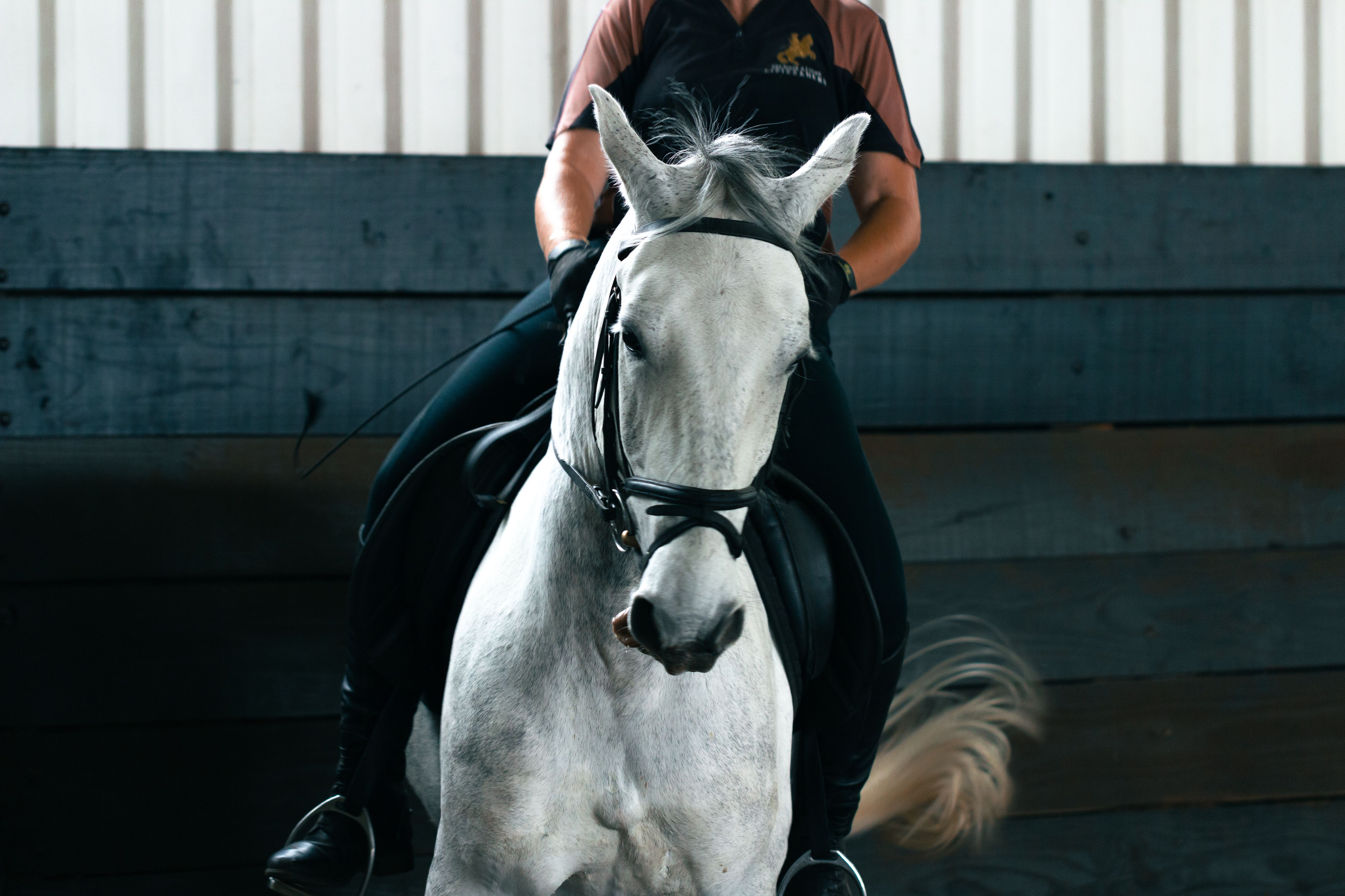 Lady riding a white horse lipizzaner · Free Stock Photo