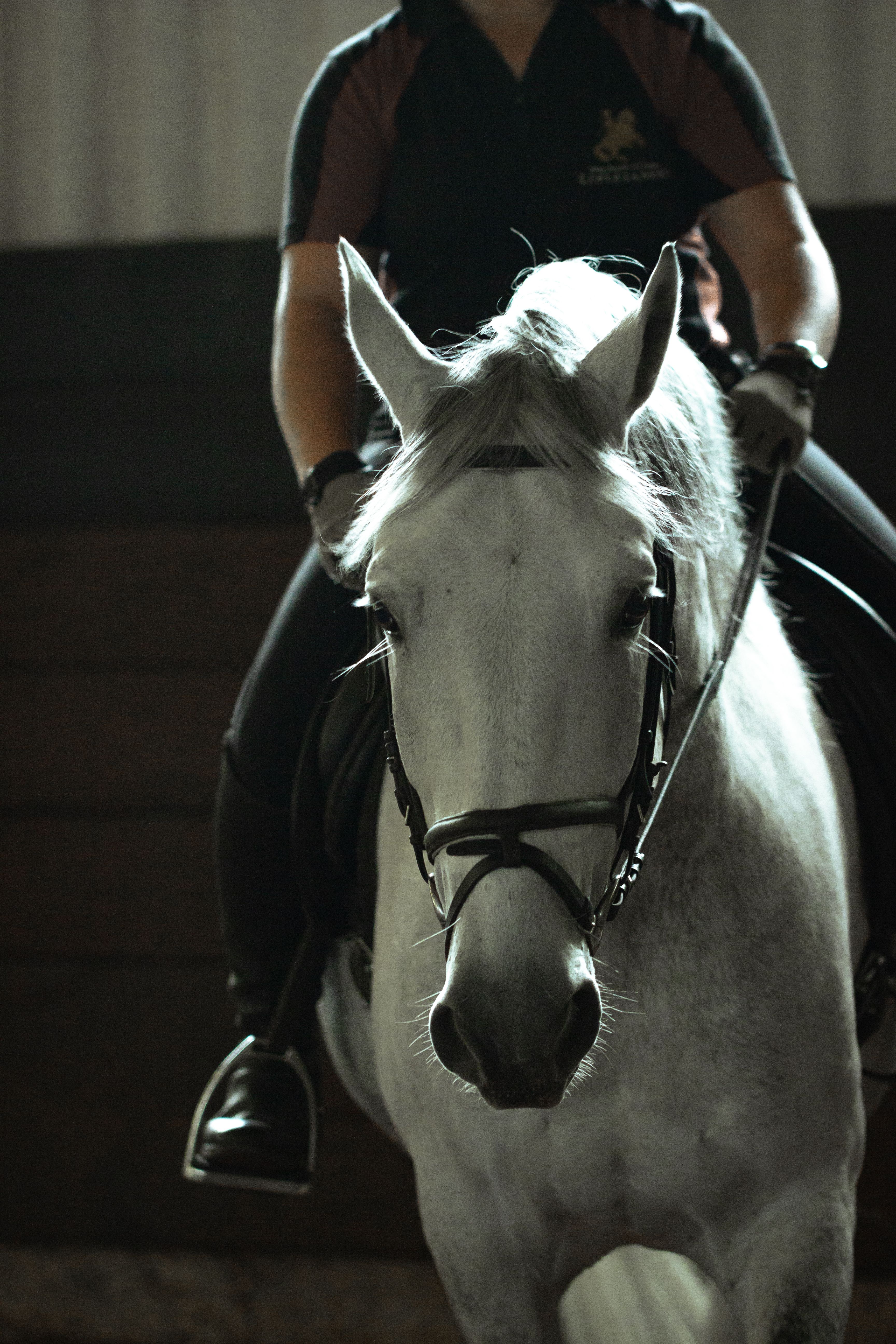 Wallpaper Hoof Photos, Download The BEST Free Wallpaper Hoof Stock ...