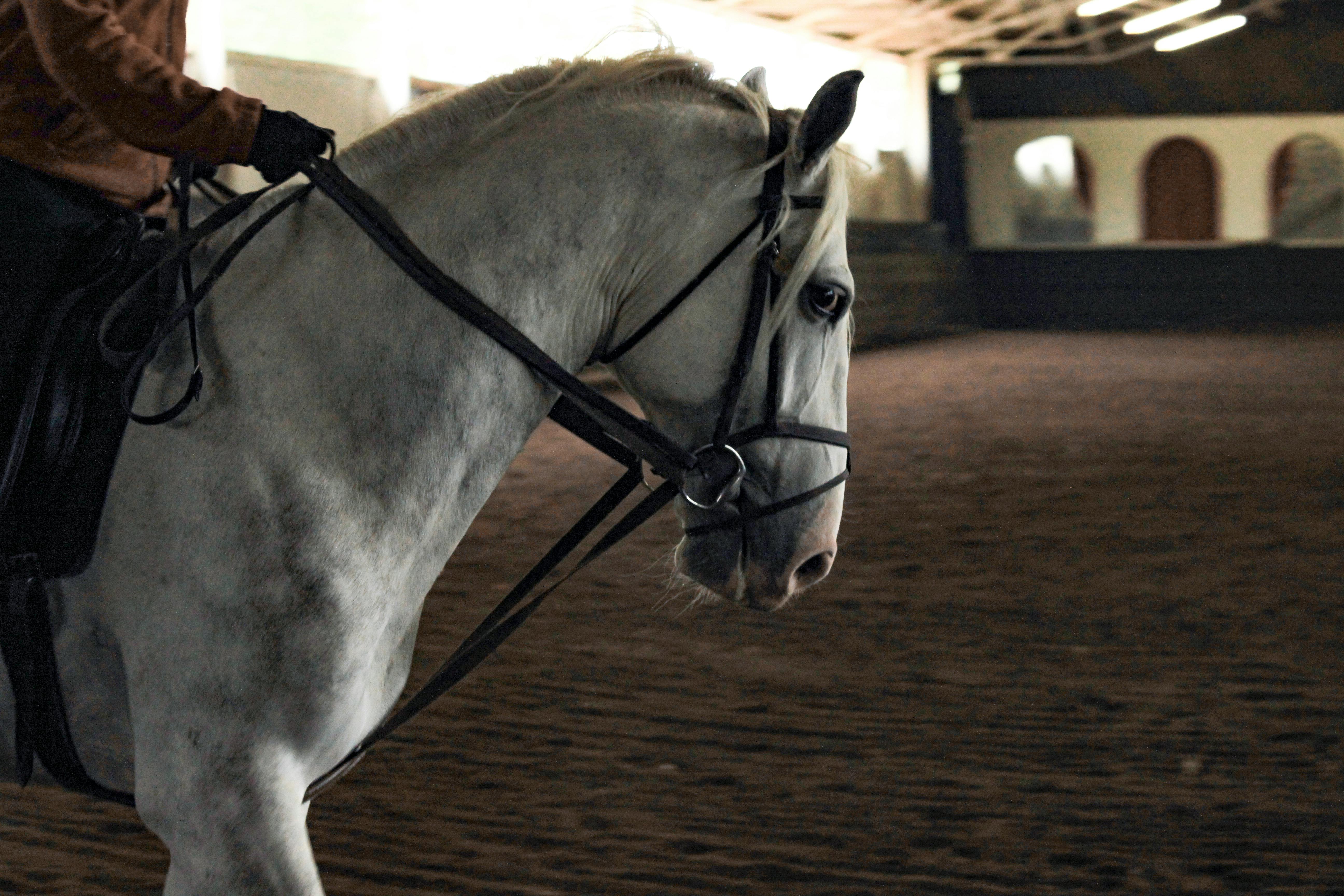 HORSES 18 Photos & Videos Collected by Laura Alessia