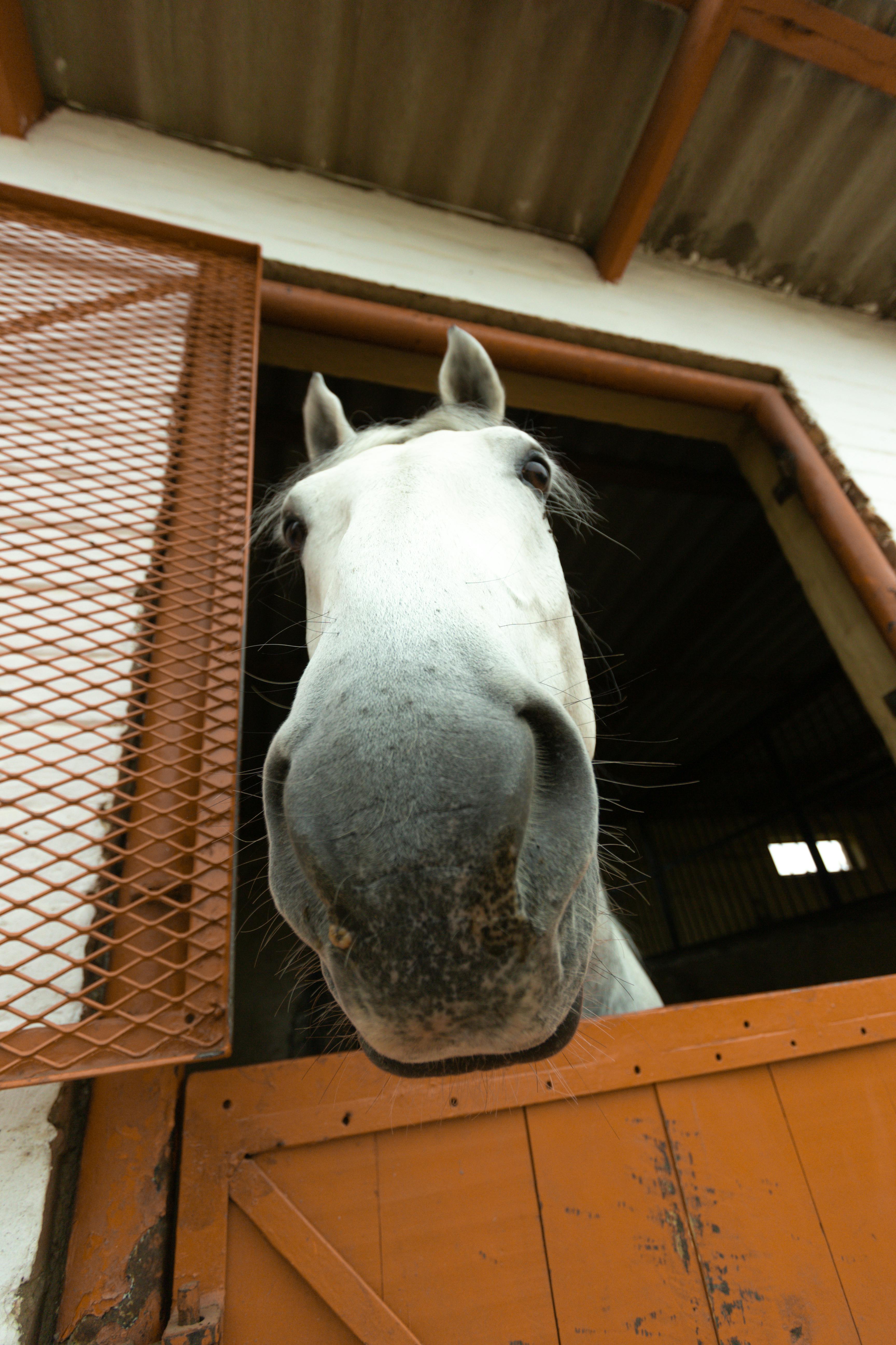 Romantic couple embracing between horses in stable on farm · Free Stock ...