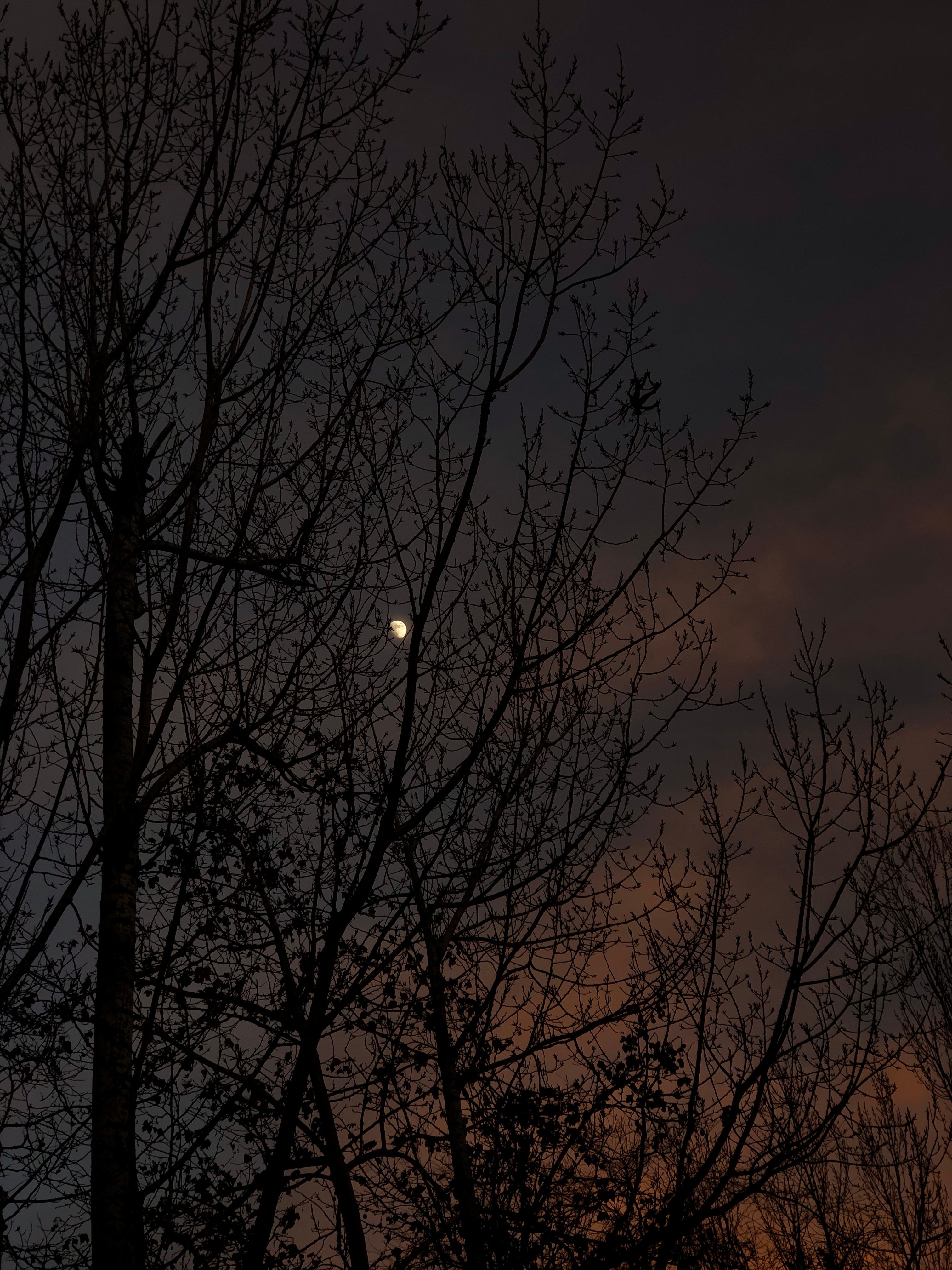 Moon Shining through Tree Bra · Free Stock Photo