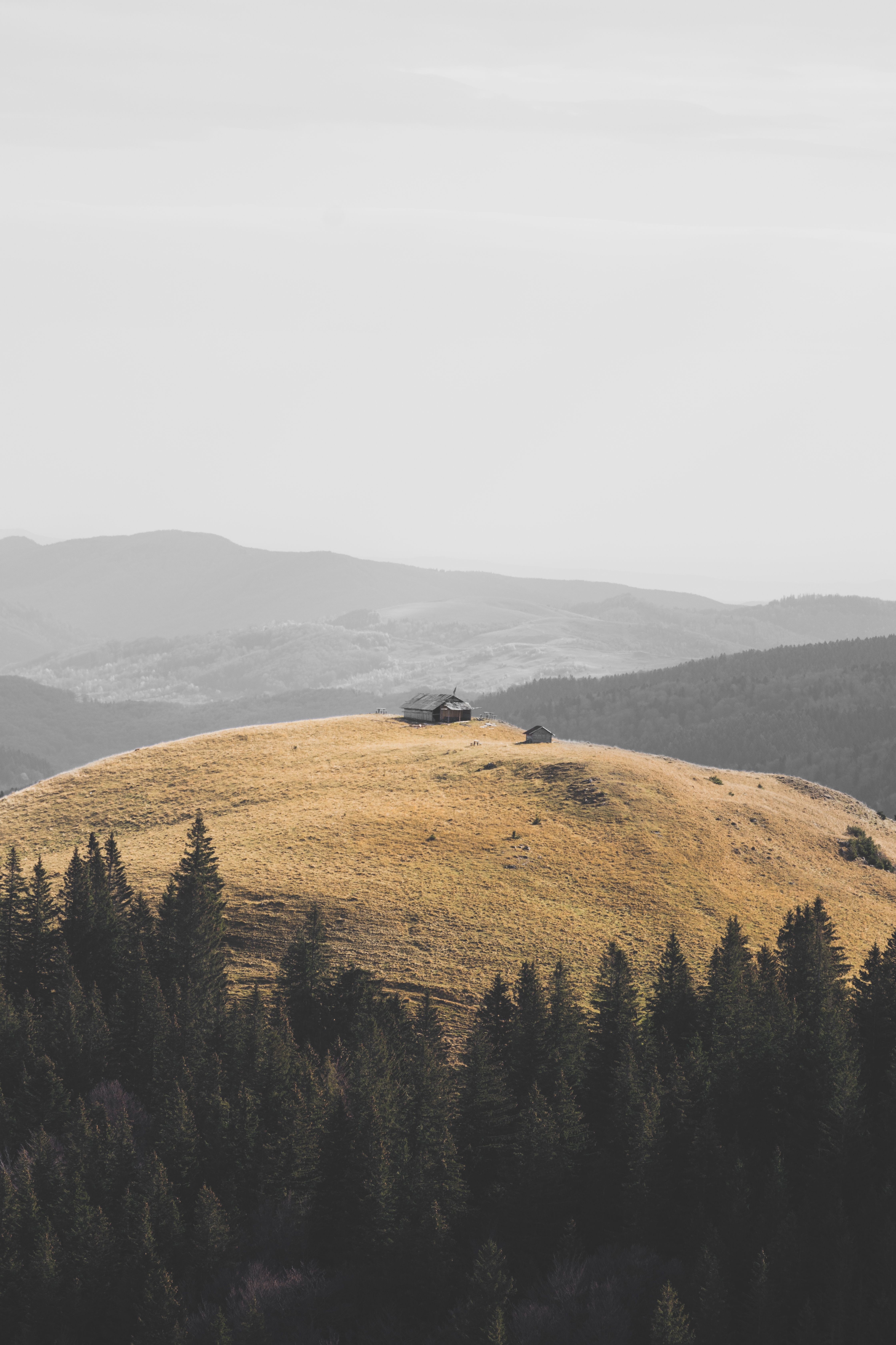 Trees and Green Hill behind · Free Stock Photo
