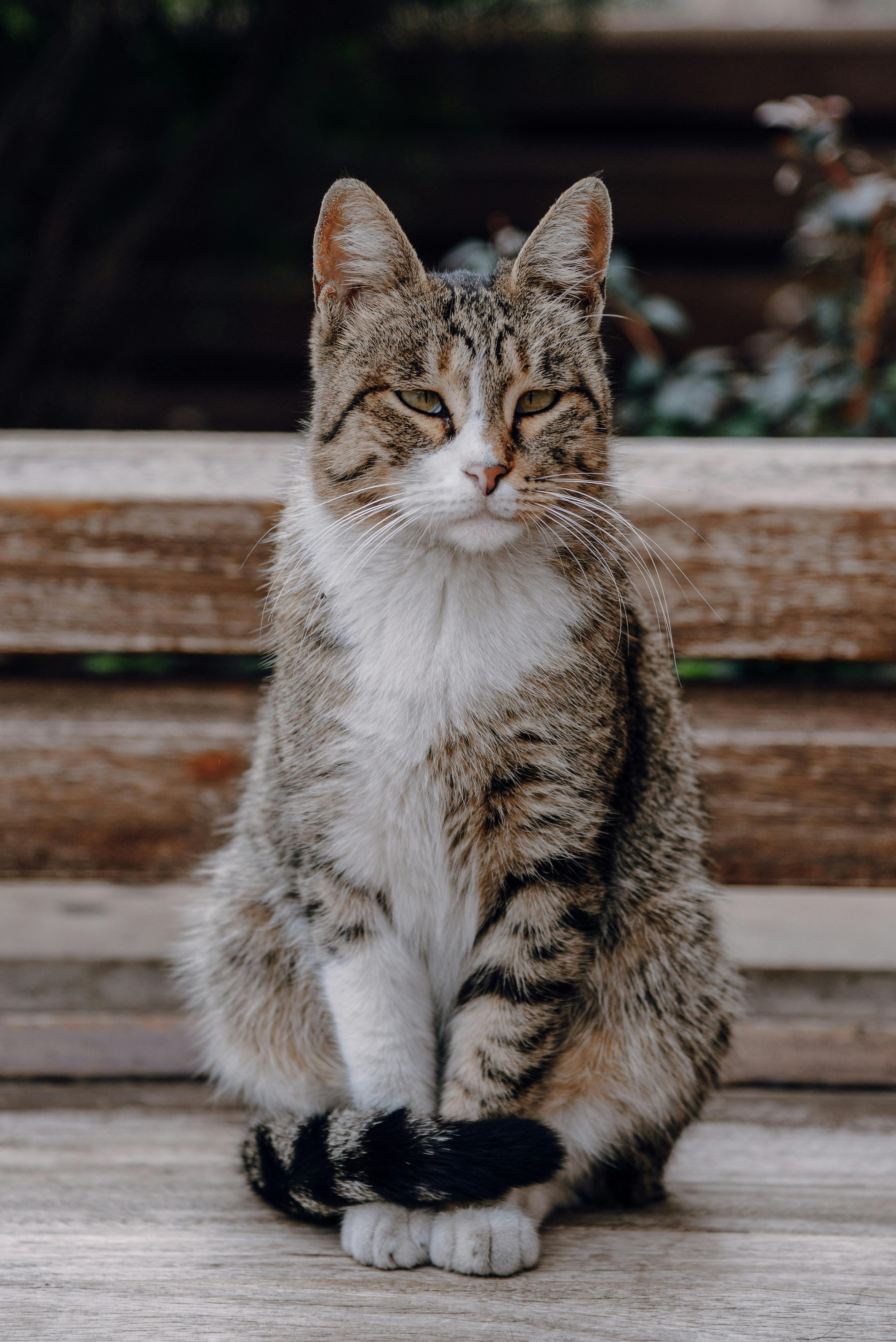 Close up of Cat · Free Stock Photo