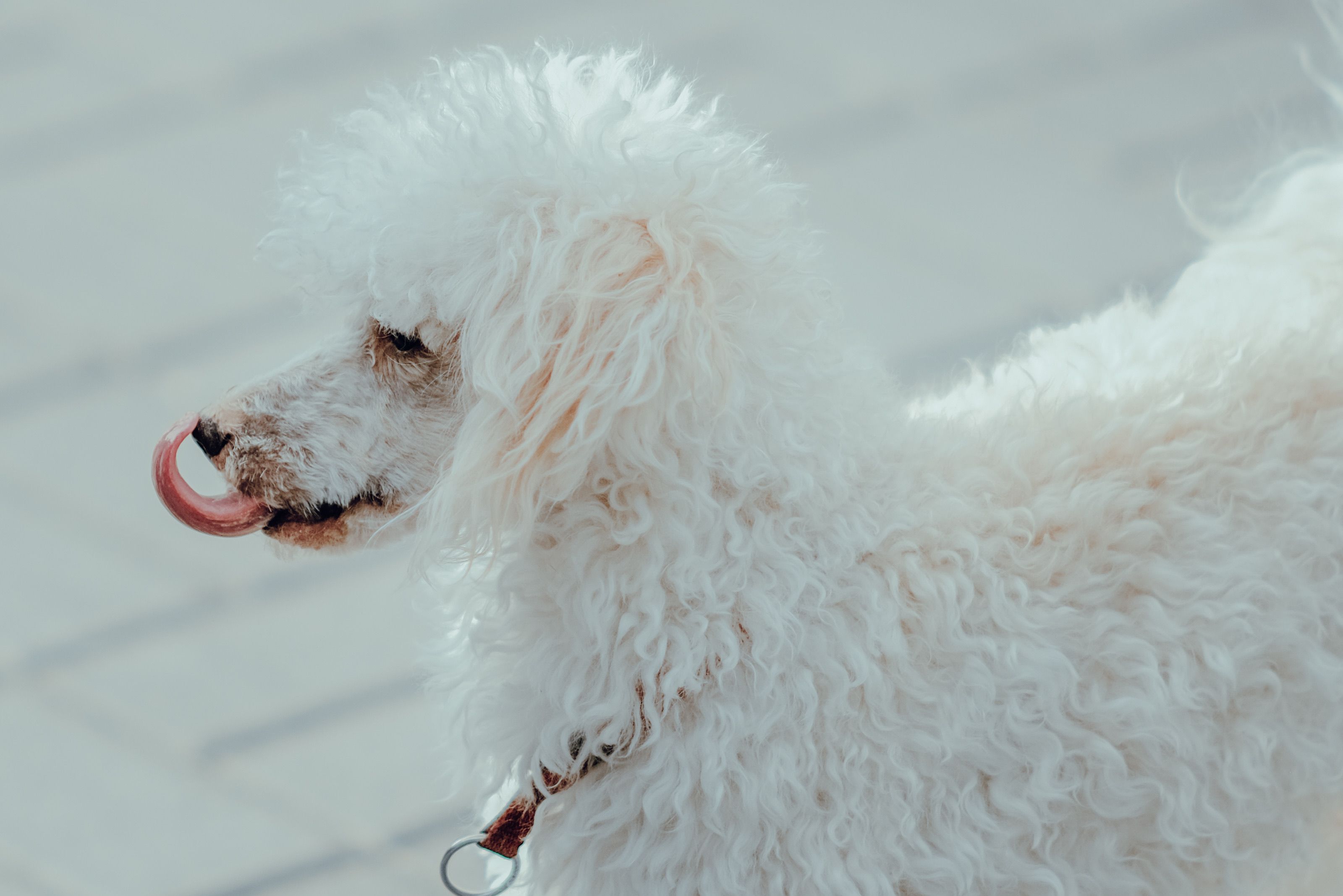 Deti Nose Photos, Download The BEST Free Deti Nose Stock Photos & HD Images