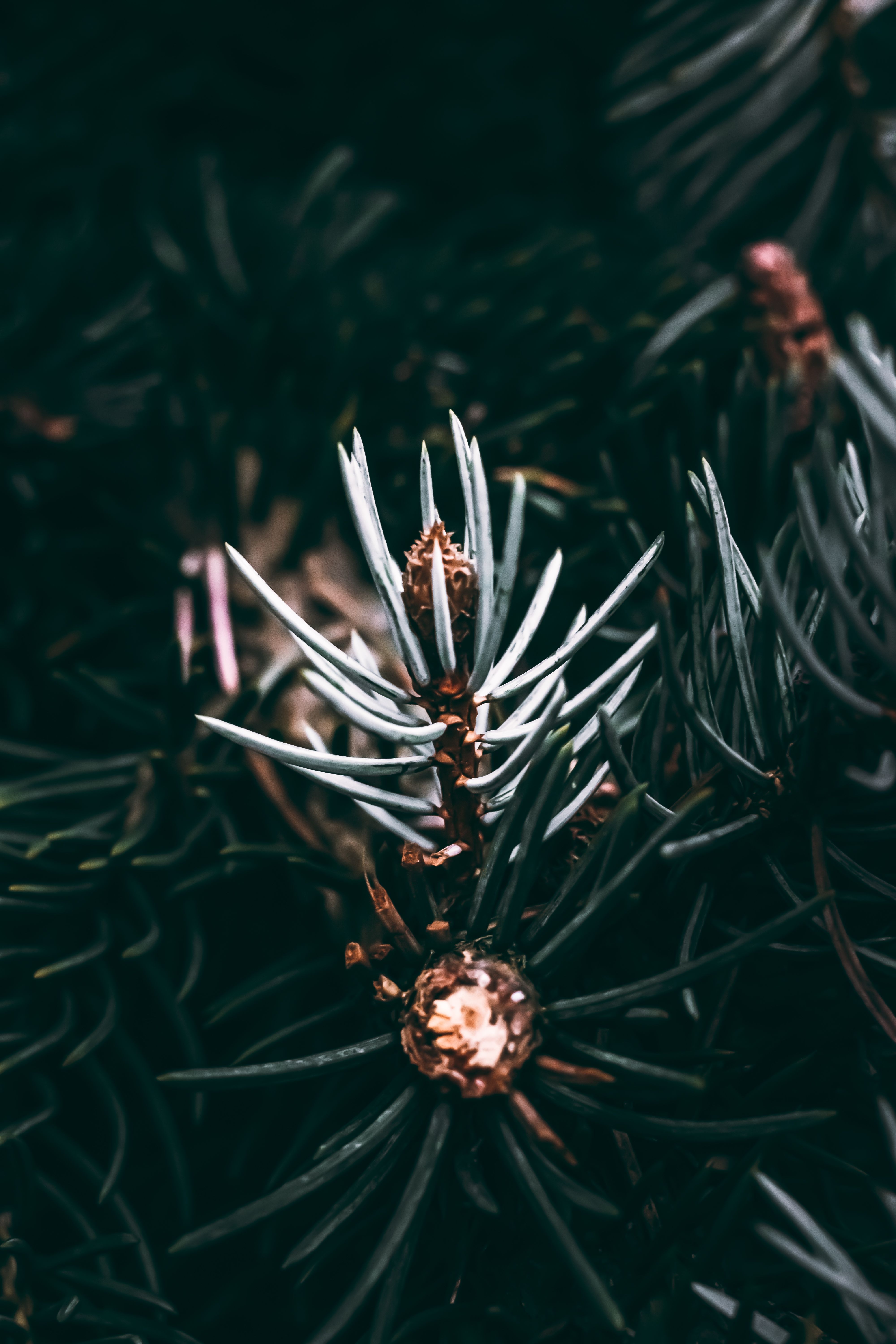 Pine tree twig in the dark setting · Free Stock Photo