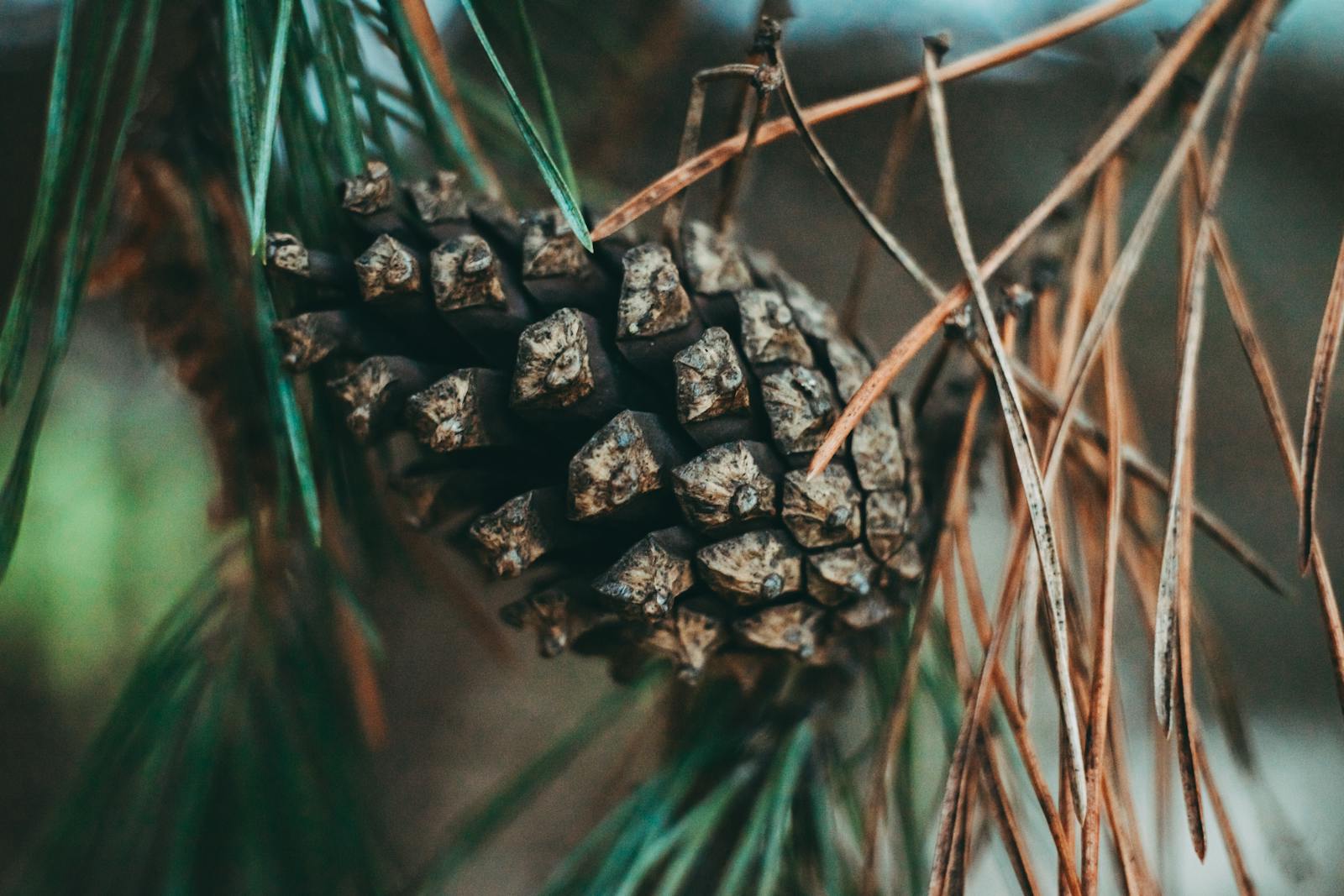 Pine Tree Wallpaper Photos, Download The BEST Free Pine Tree Wallpaper ...