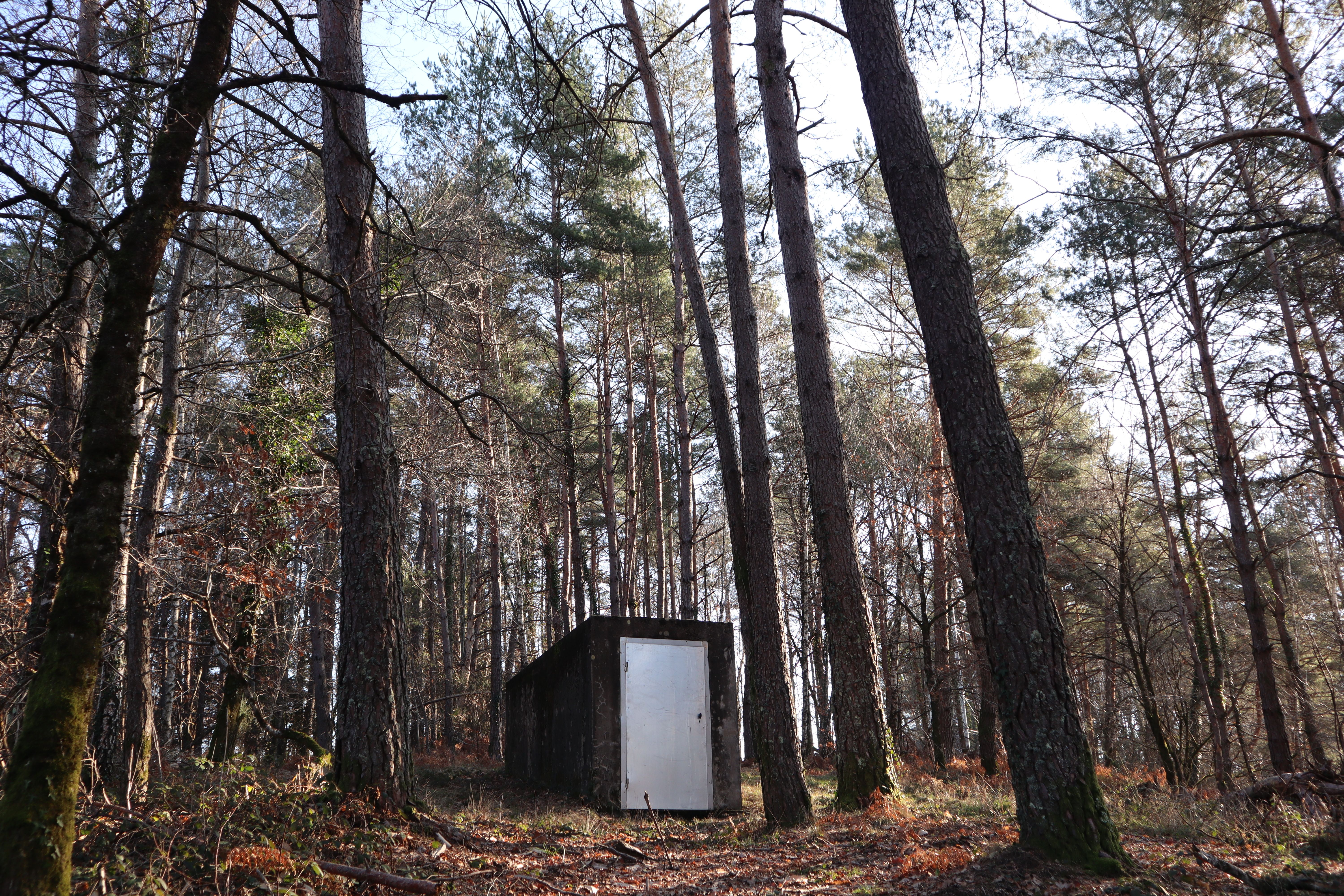 A Bunker in the Forest · Free Stock Photo