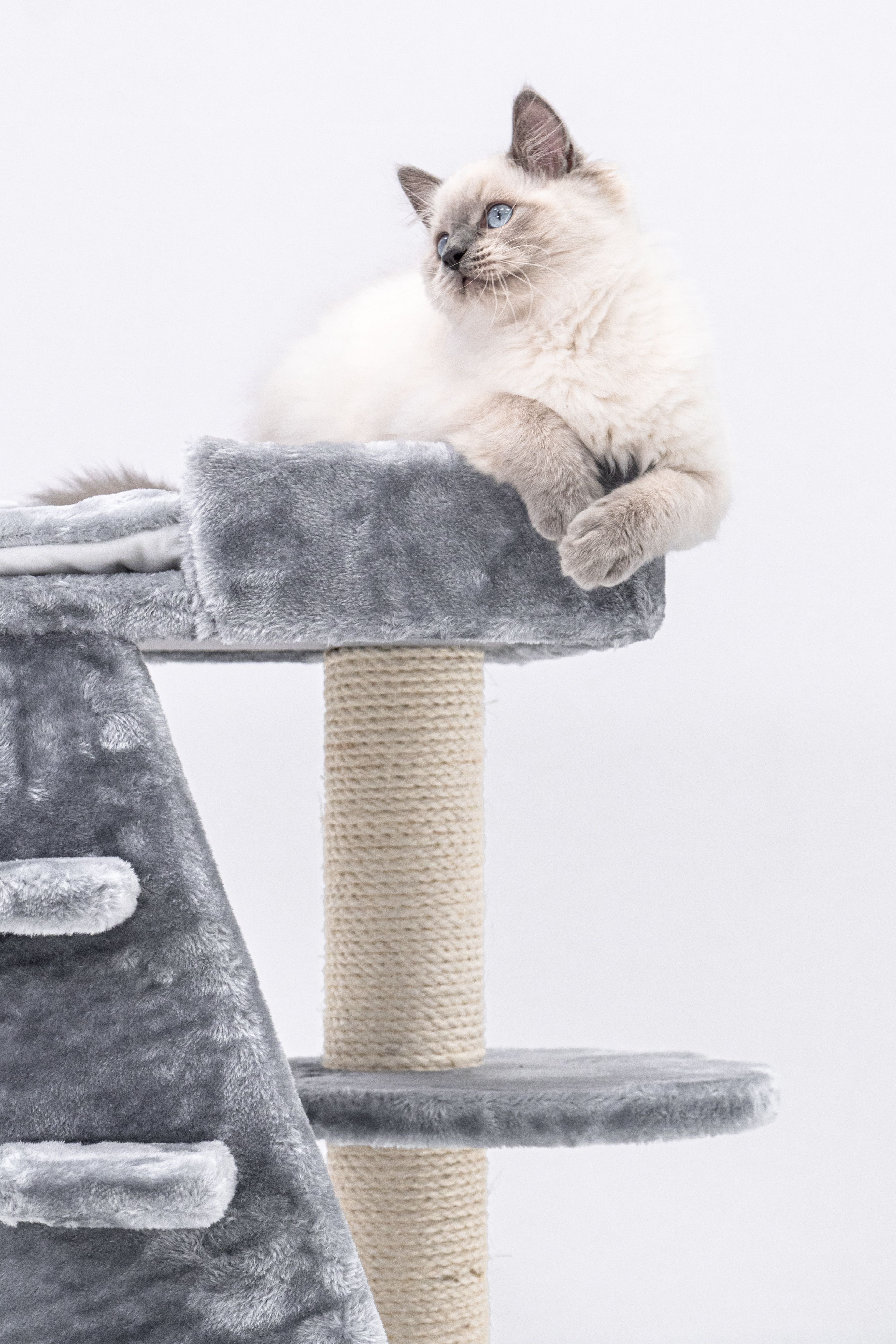 Photo of White and Black Cat Resting on Cat Tree · Free Stock Photo