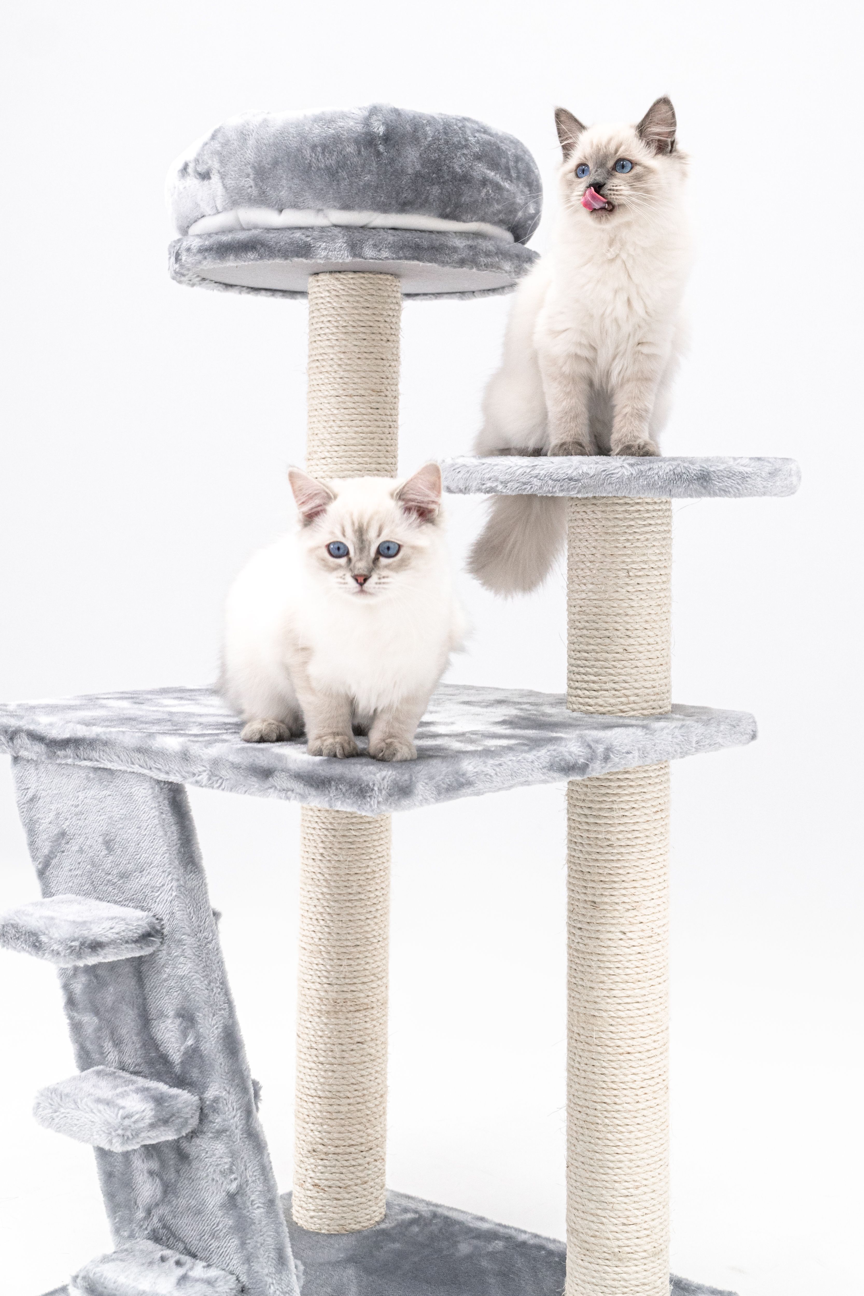 Gatto Sorridente Photos, Download The BEST Free Gatto Sorridente Stock ...