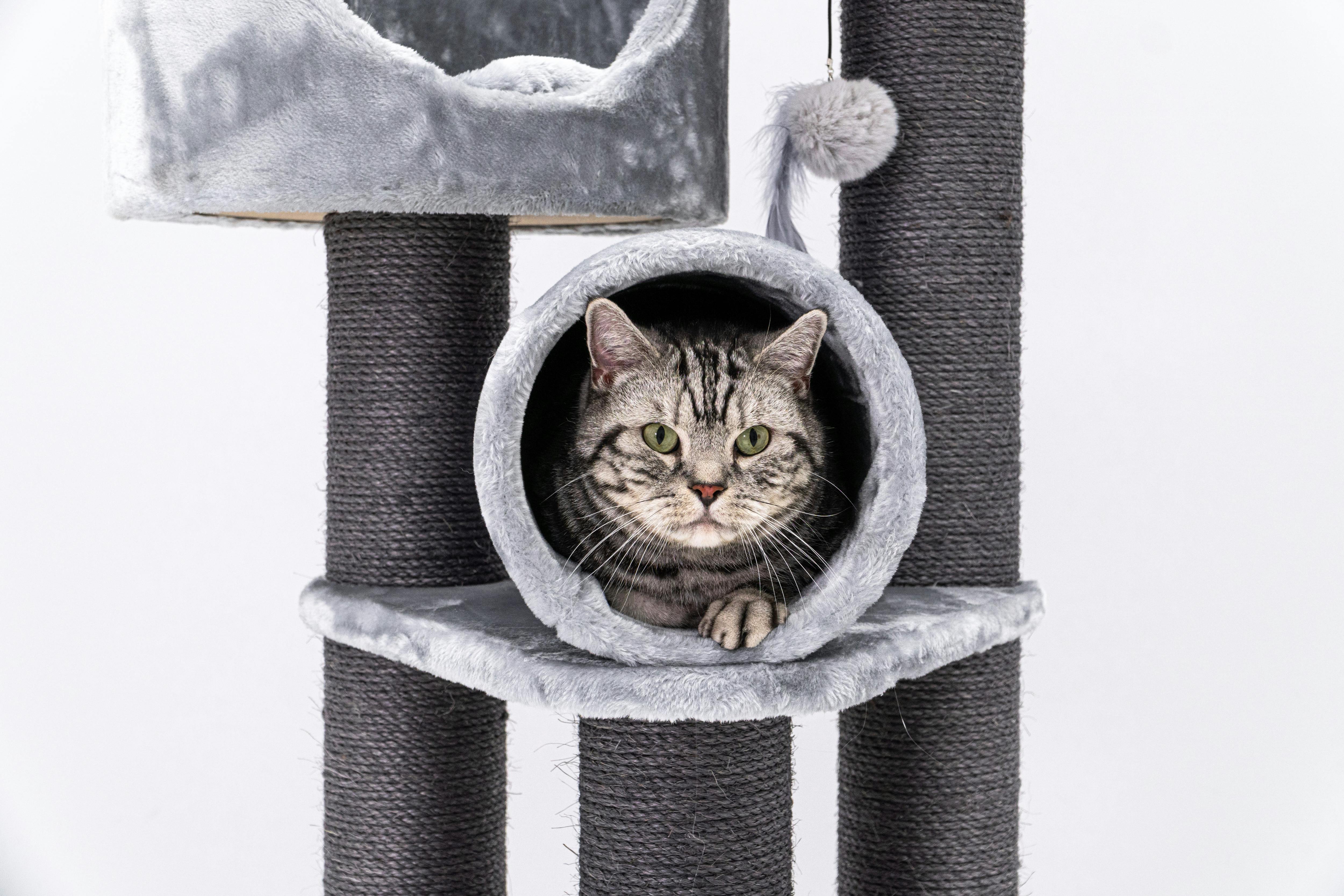 Saml Katze Photos, Download The BEST Free Saml Katze Stock Photos & HD ...