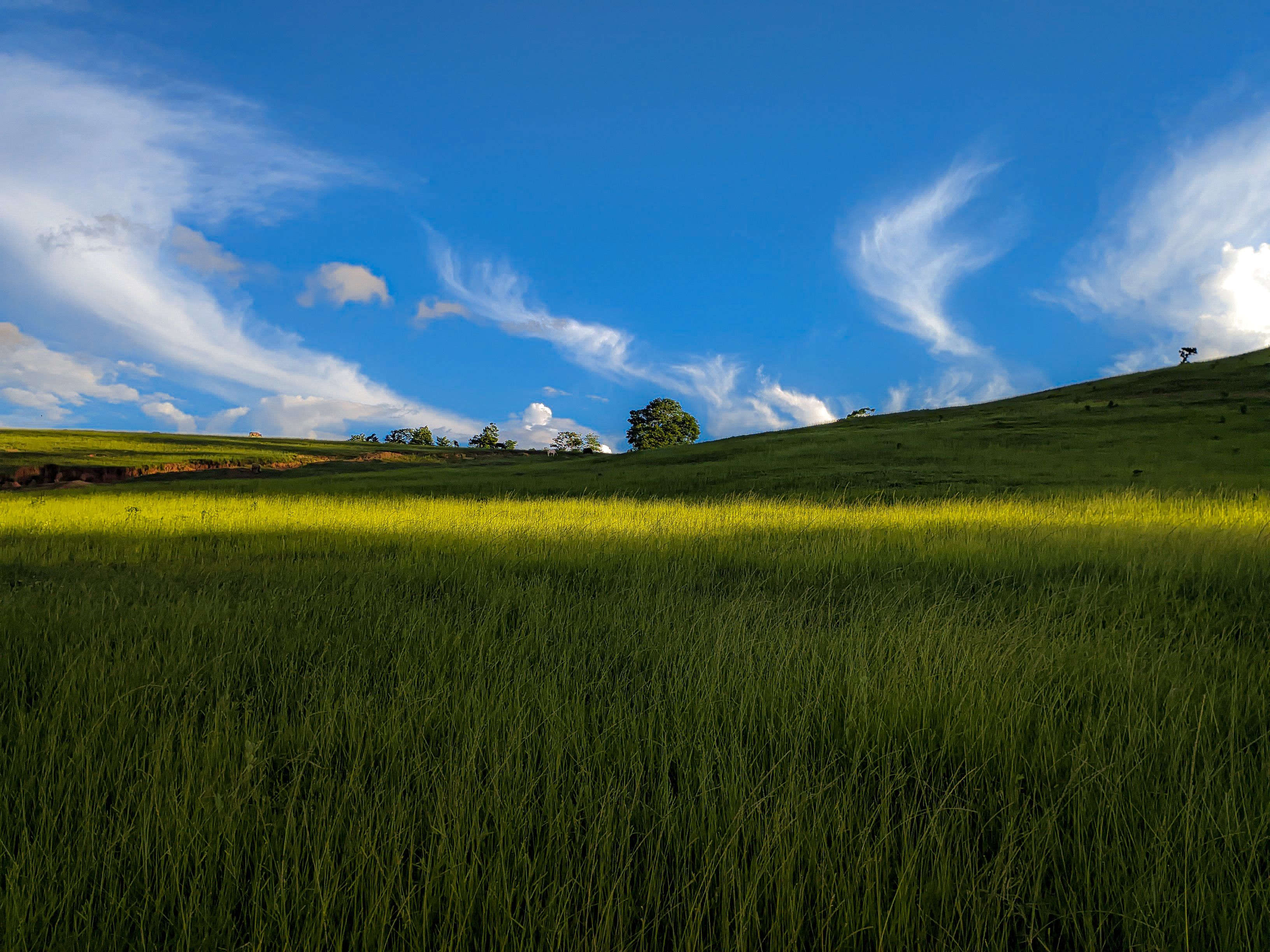 Photo of Grassland · Free Stock Photo