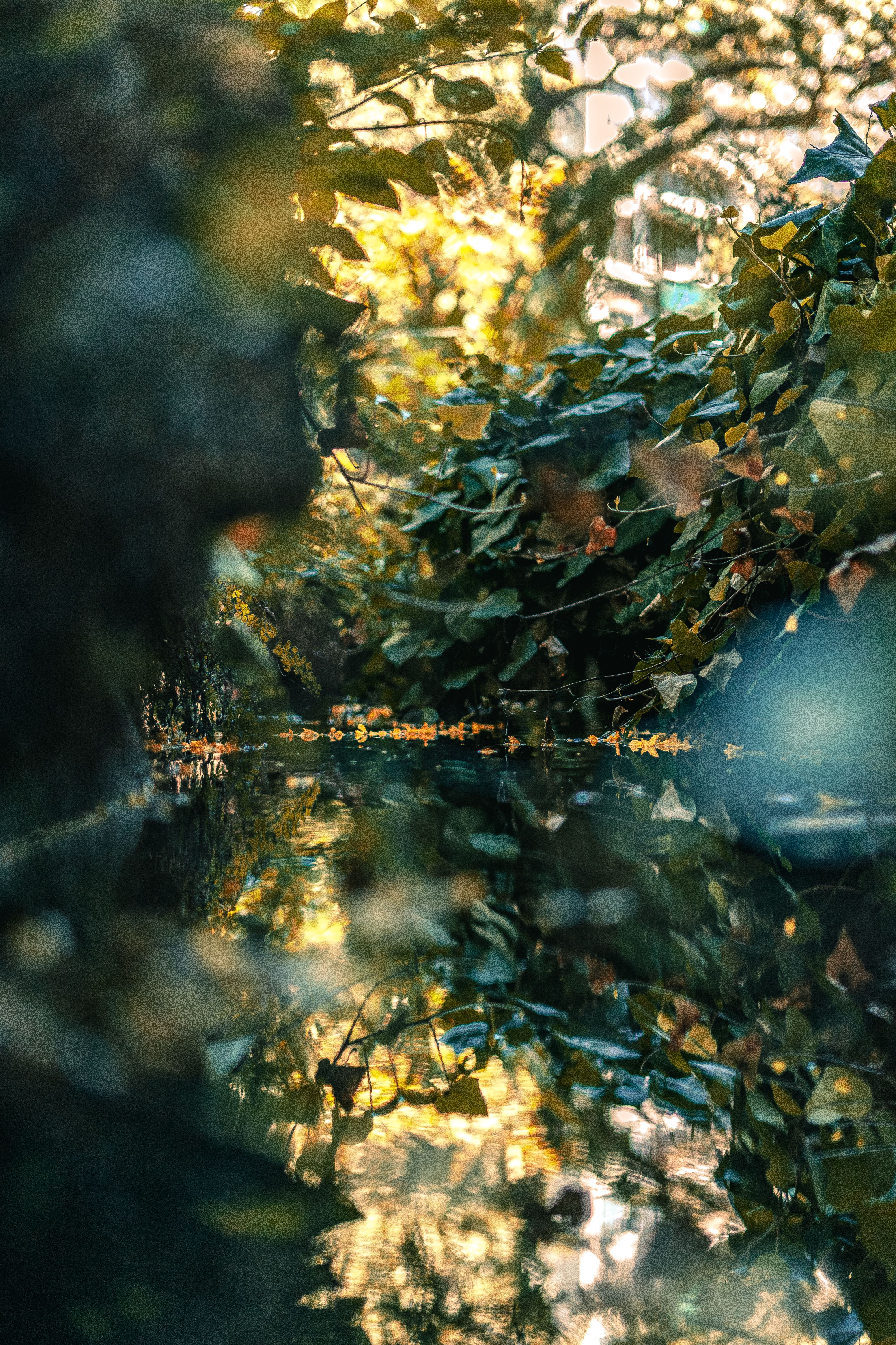 Leaves Reflection in Water · Free Stock Photo