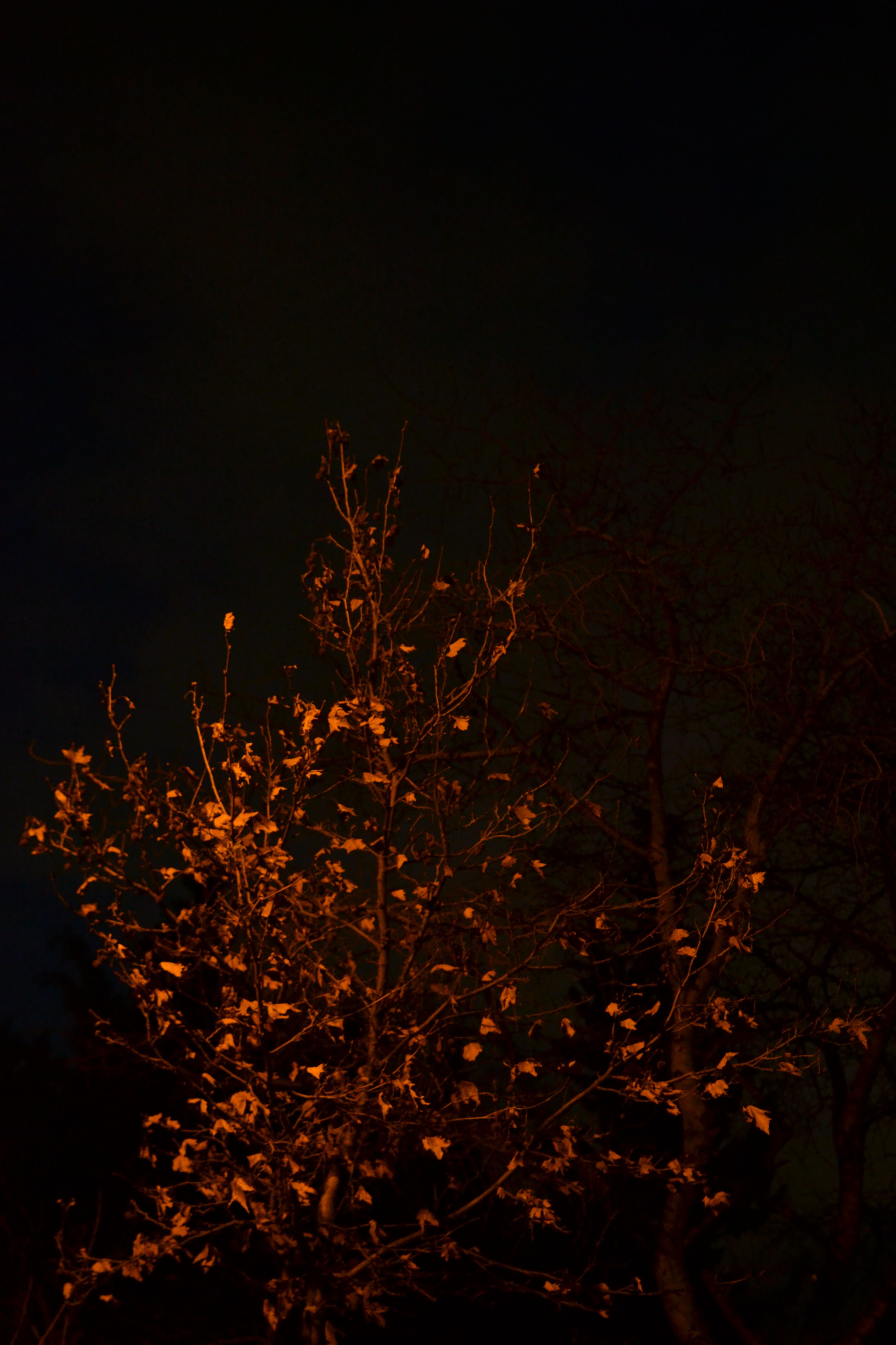 Light on Autumn Tree at Night · Free Stock Photo