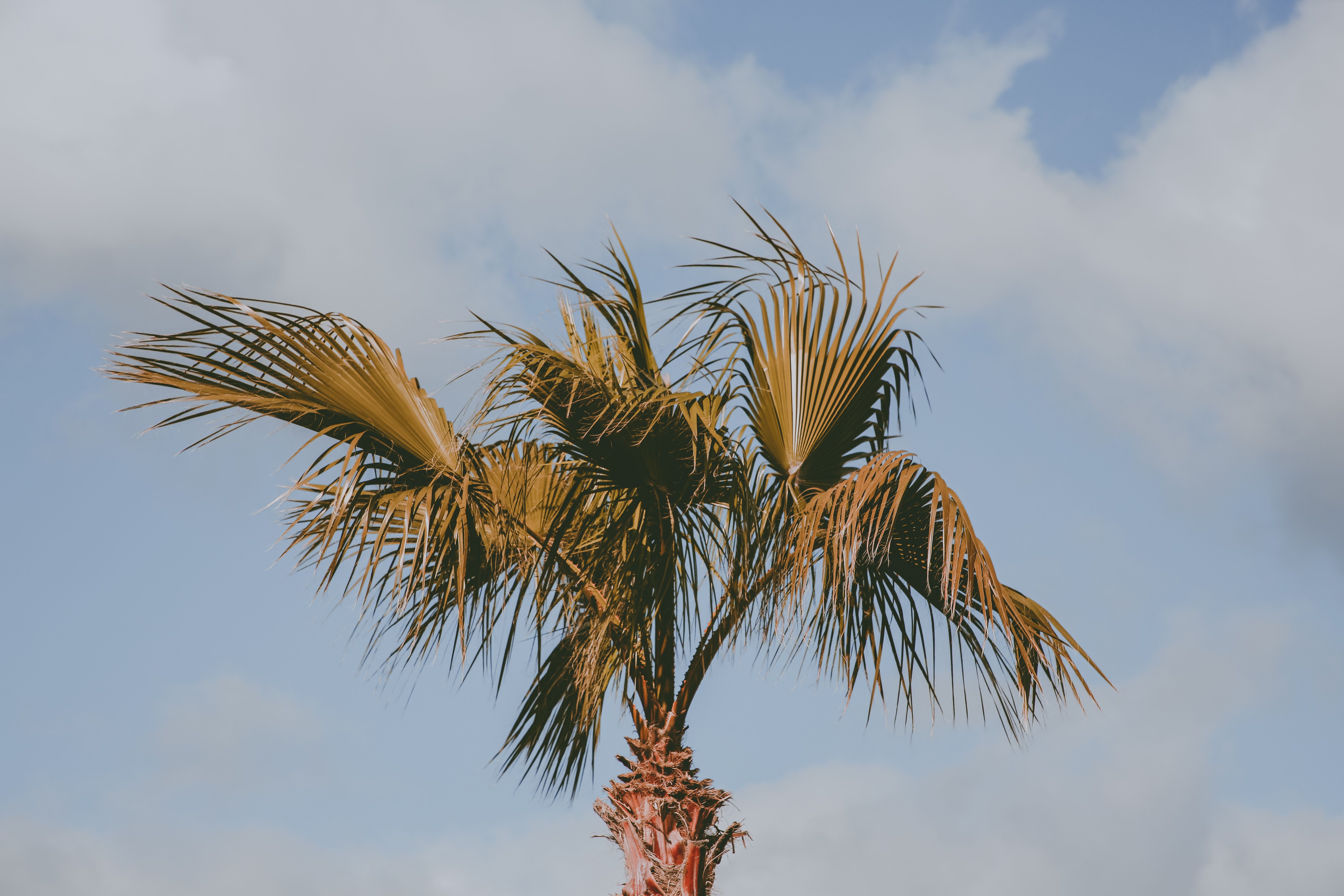 Foto de stock gratuita sobre al aire libre, árbol, arbol tropical ...