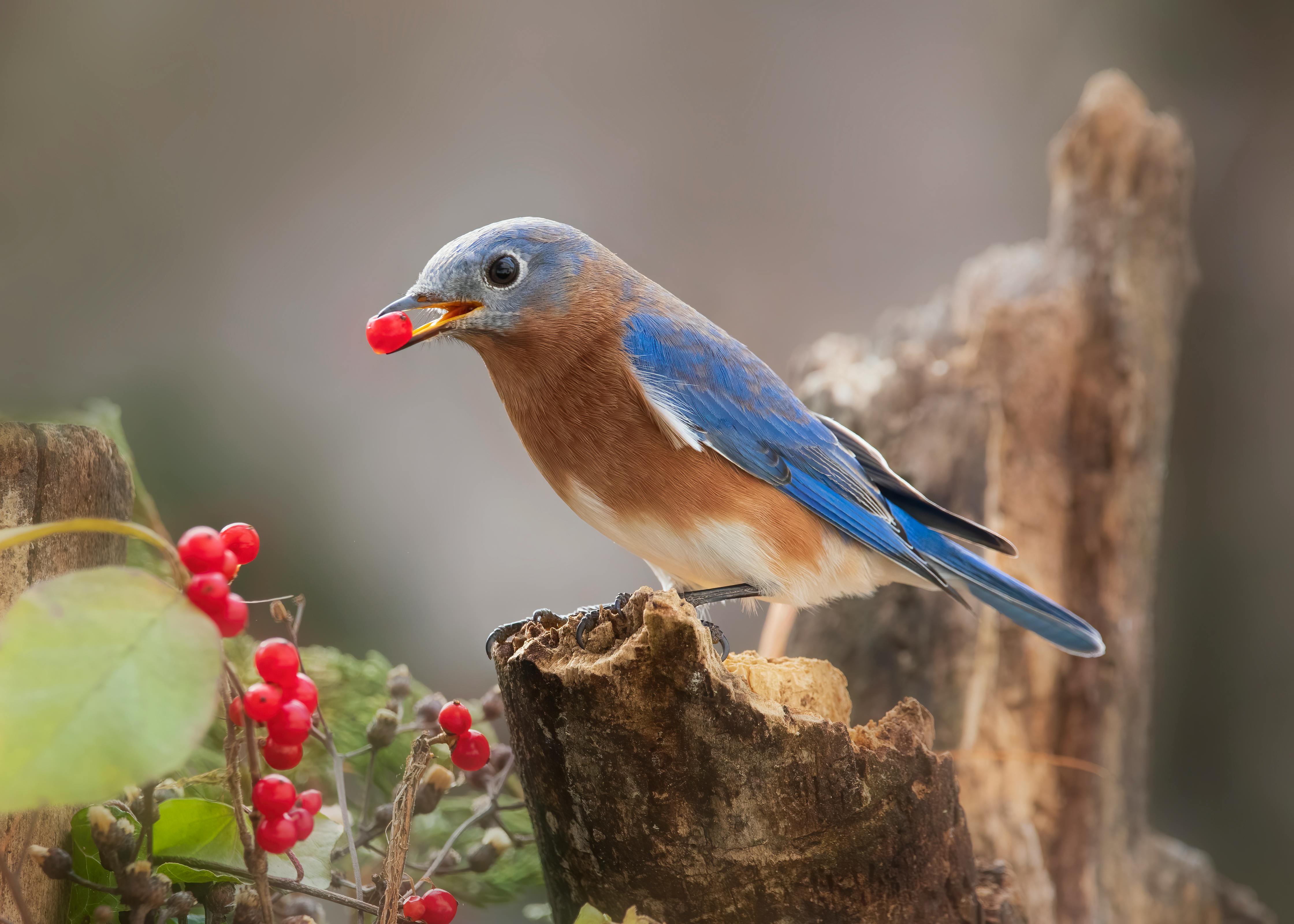 Eastern Bluebird Photos, Download The BEST Free Eastern Bluebird Stock ...