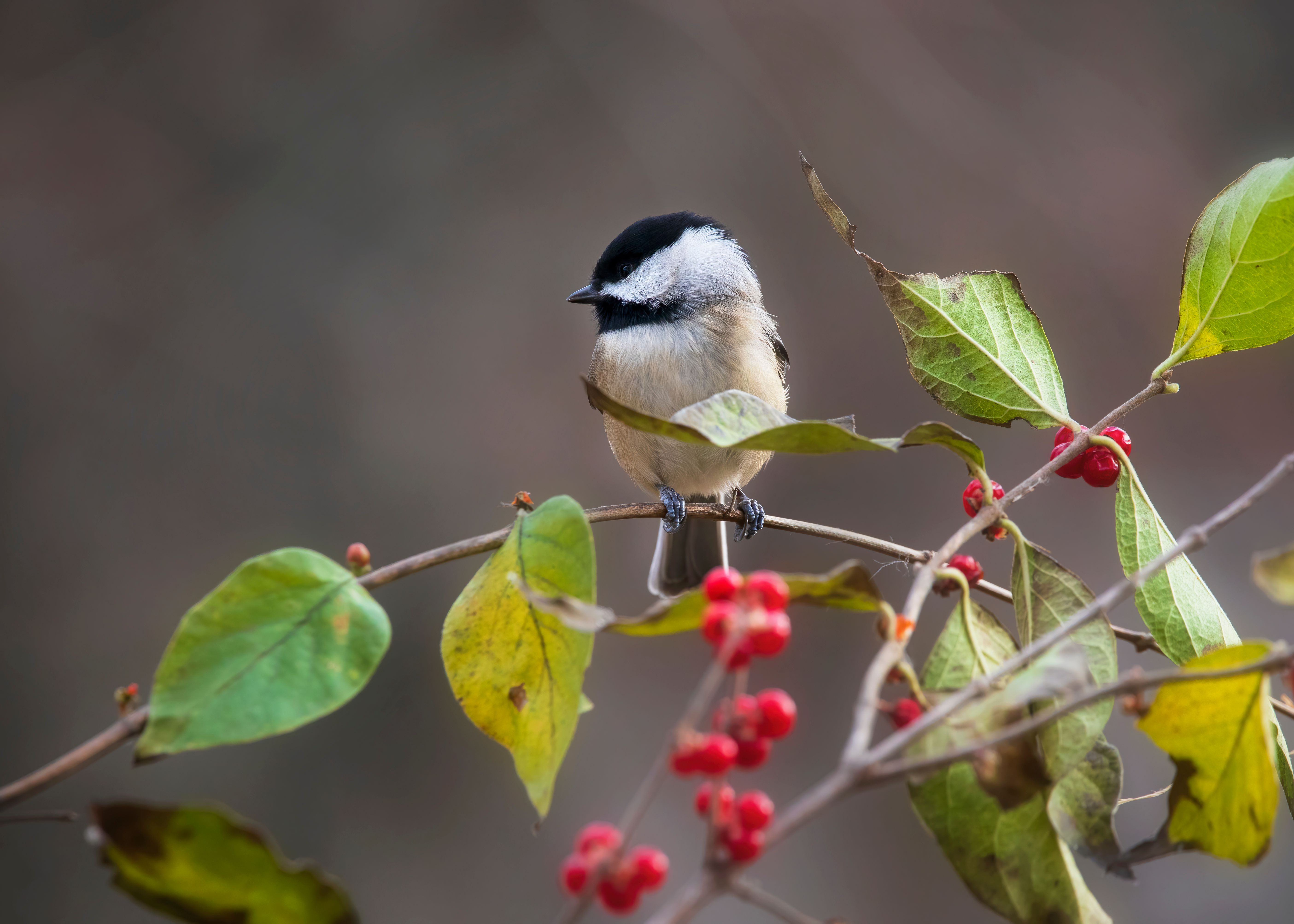 Close up of Black-capped Chickadee · Free Stock Photo