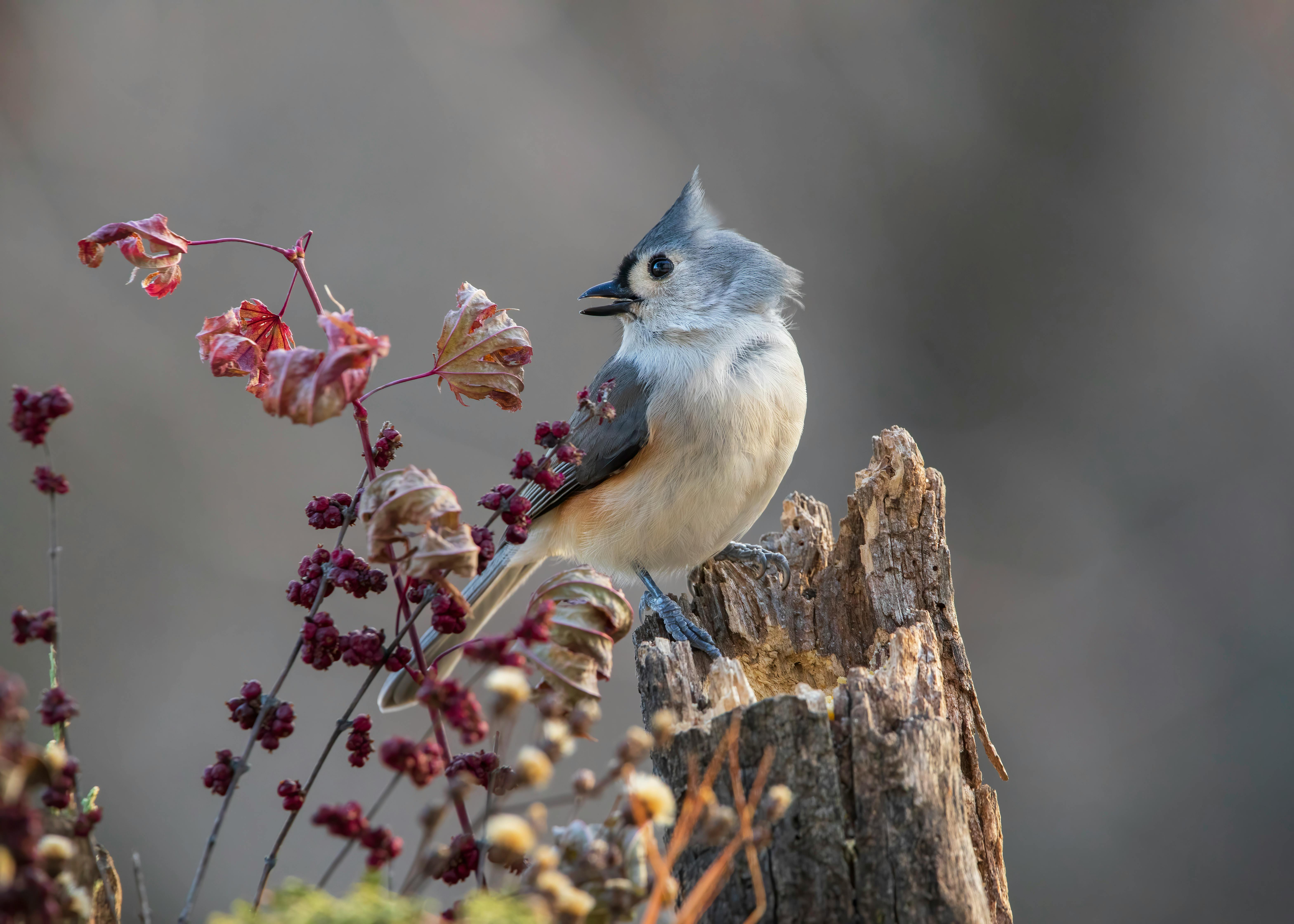 Drawing of Tufted Titmouse · Free Stock Photo