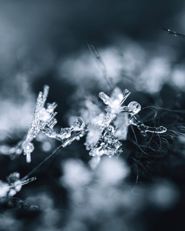 Snow Flake Photos, Download The BEST Free Snow Flake Stock Photos & HD ...