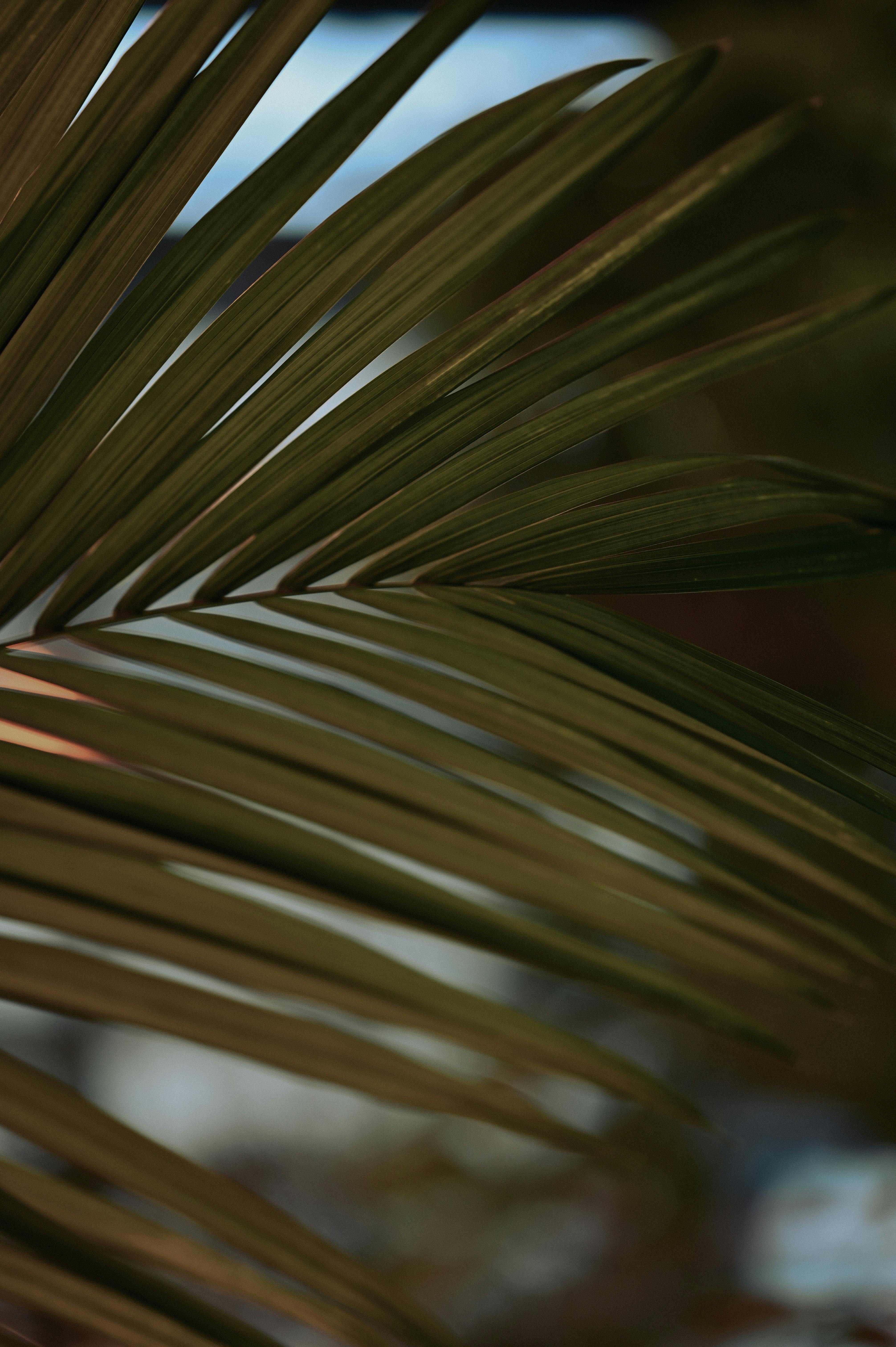 A Close-Up Shot of a Mango and Palm Leaves · Free Stock Photo