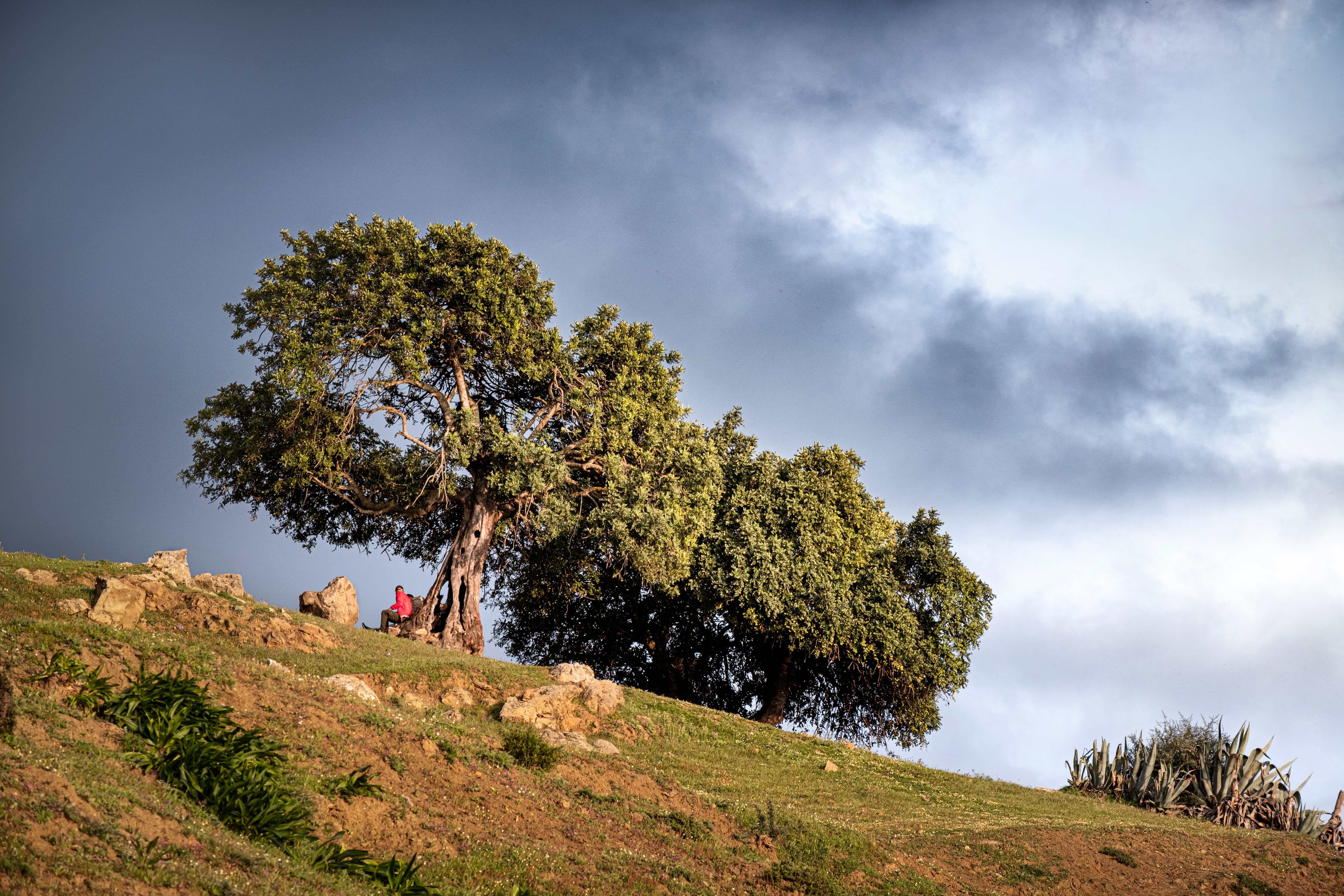 A Person Sitting Under the Tree · Free Stock Photo