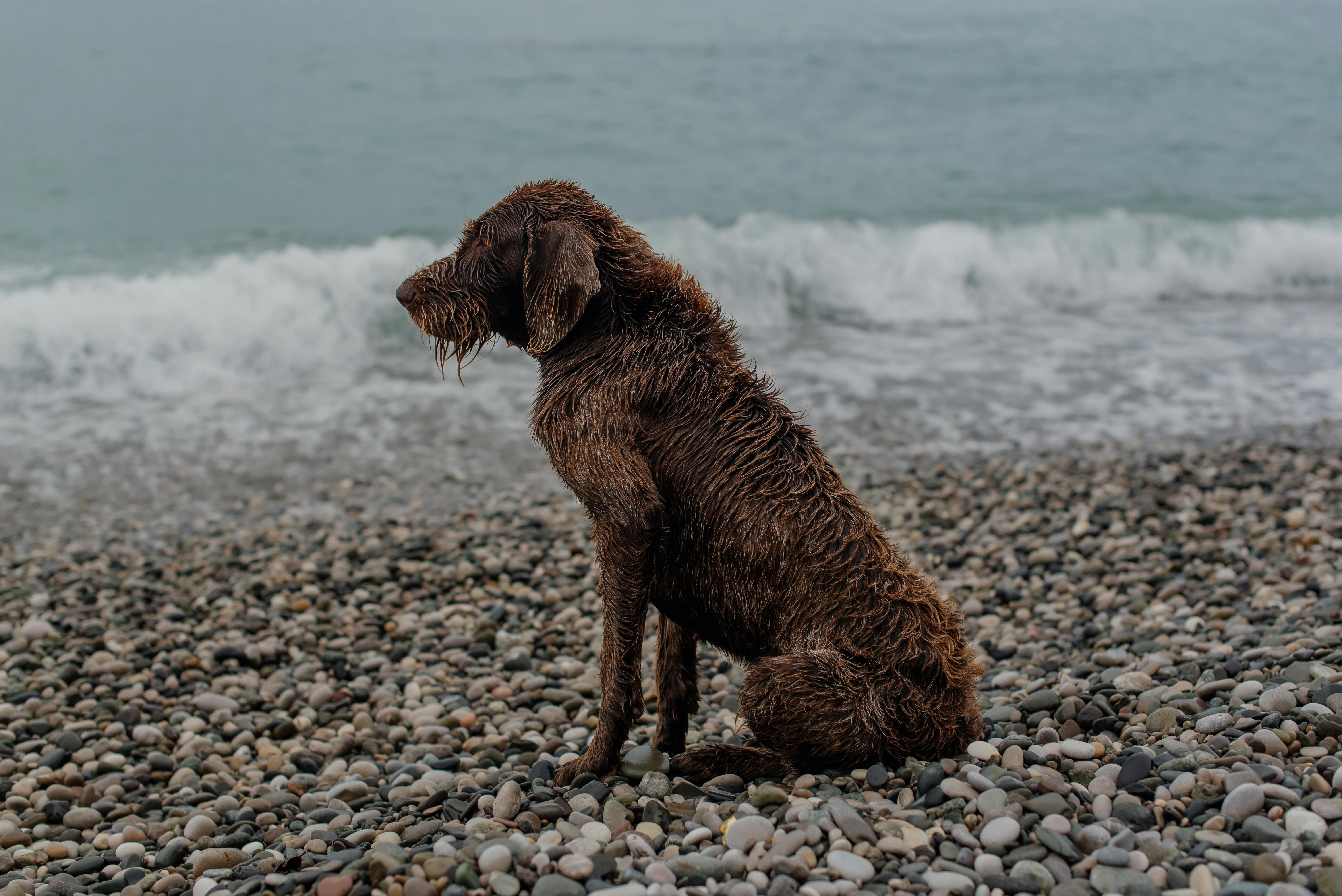 Wet Dog Sitting on Pebbles on Sea Shore · Free Stock Photo