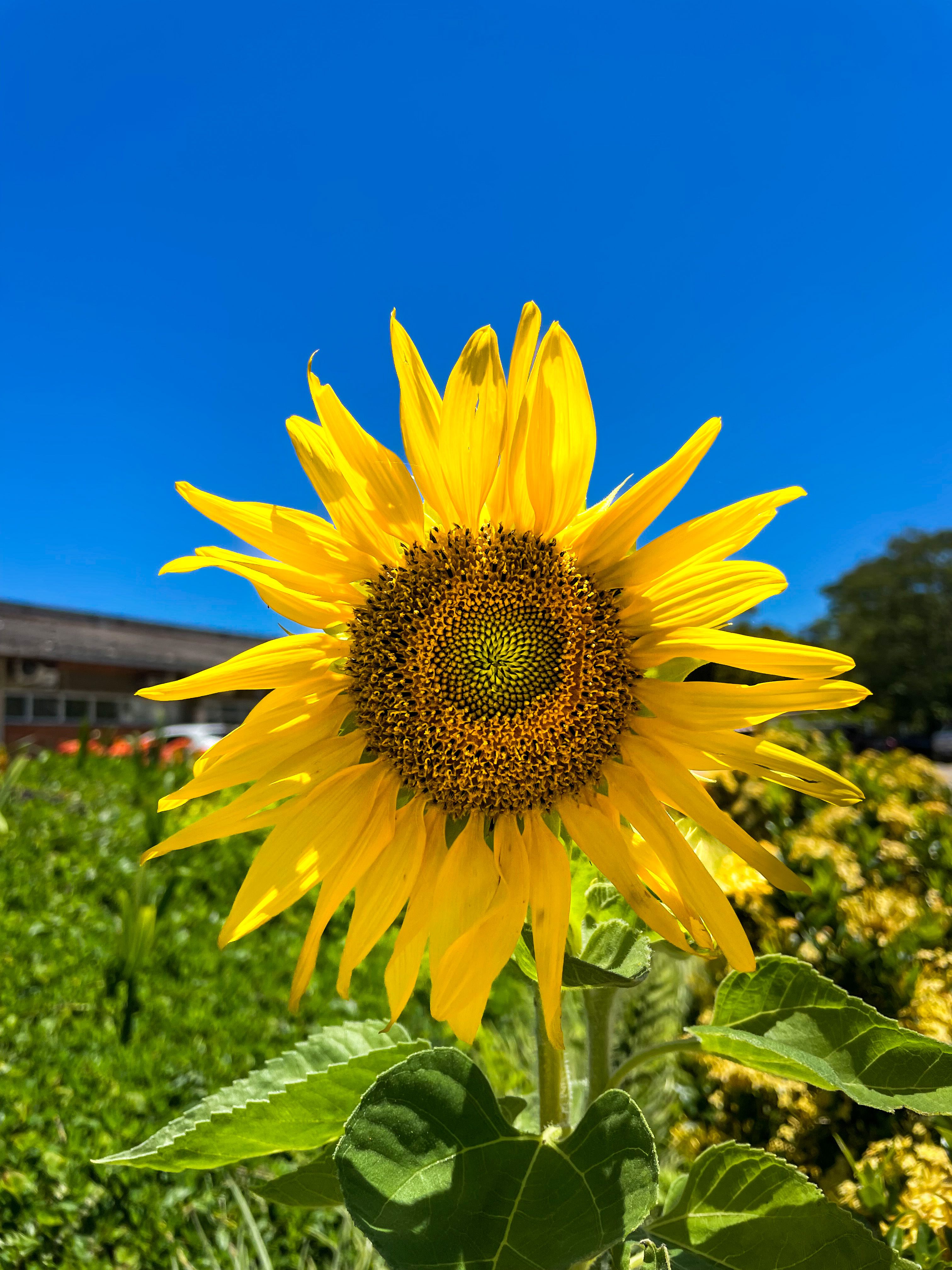 A Person Holding a Sunflower · Free Stock Photo