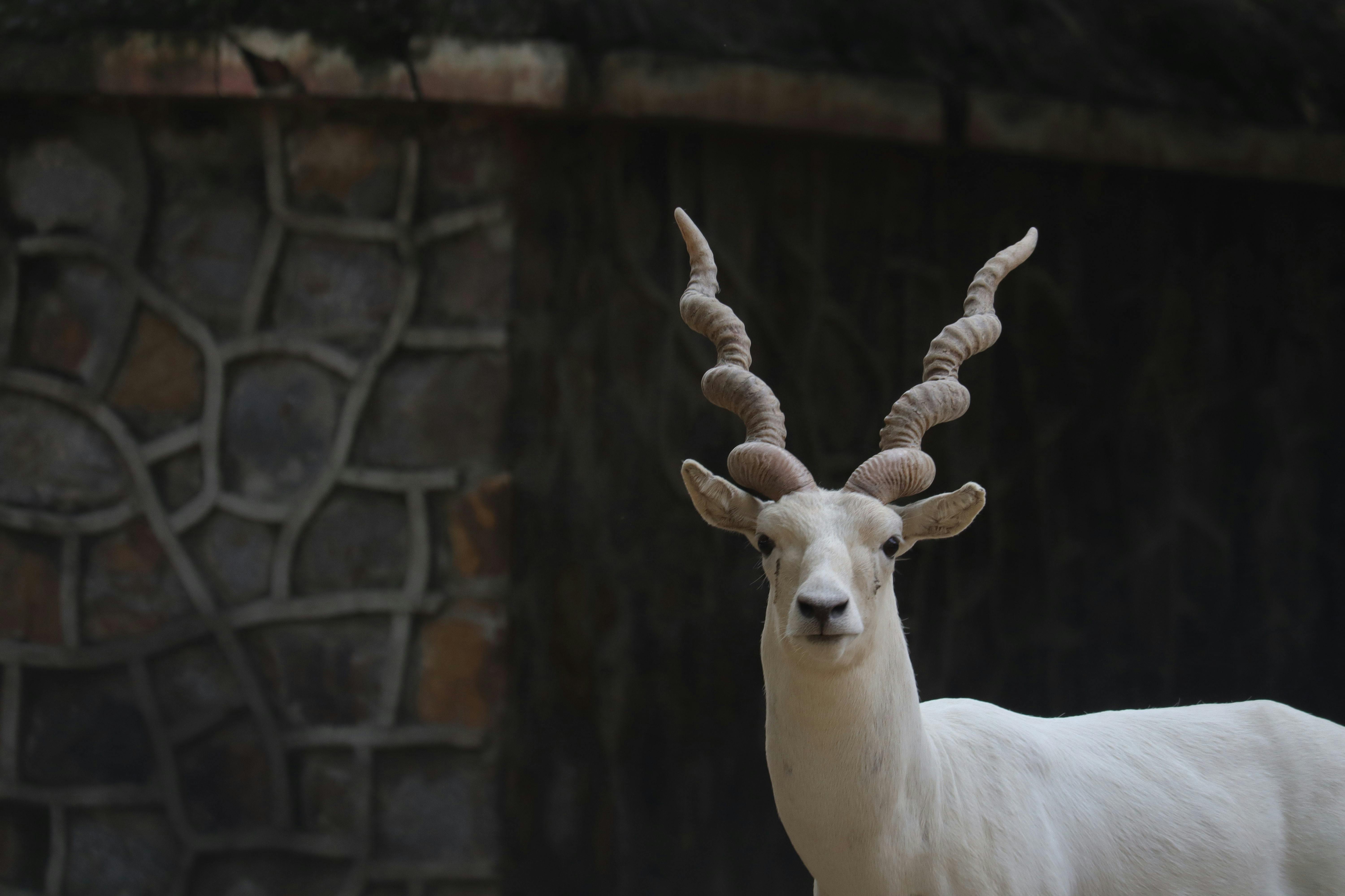 kandari pritam - 사진