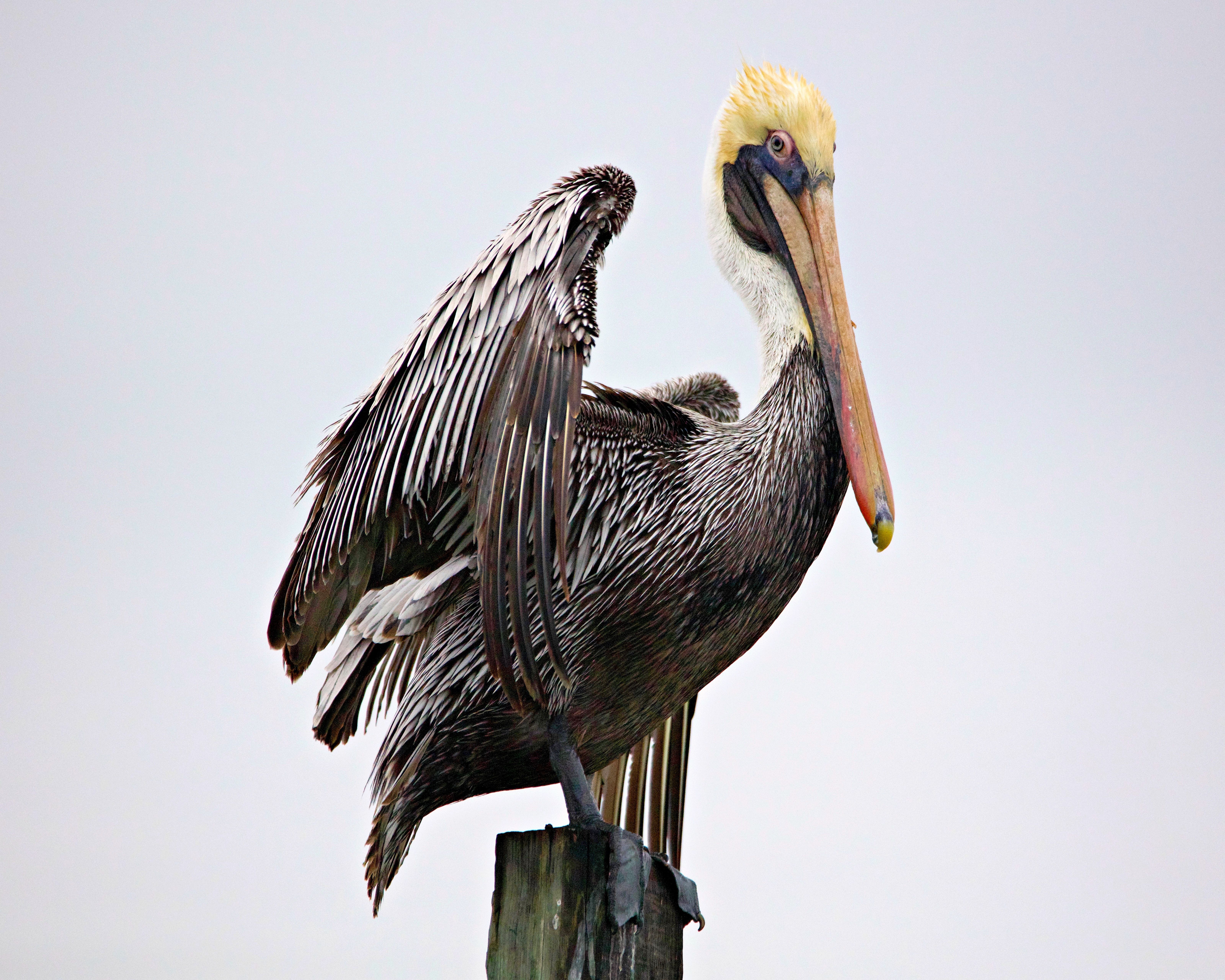 A pelican with a long beak · Free Stock Photo