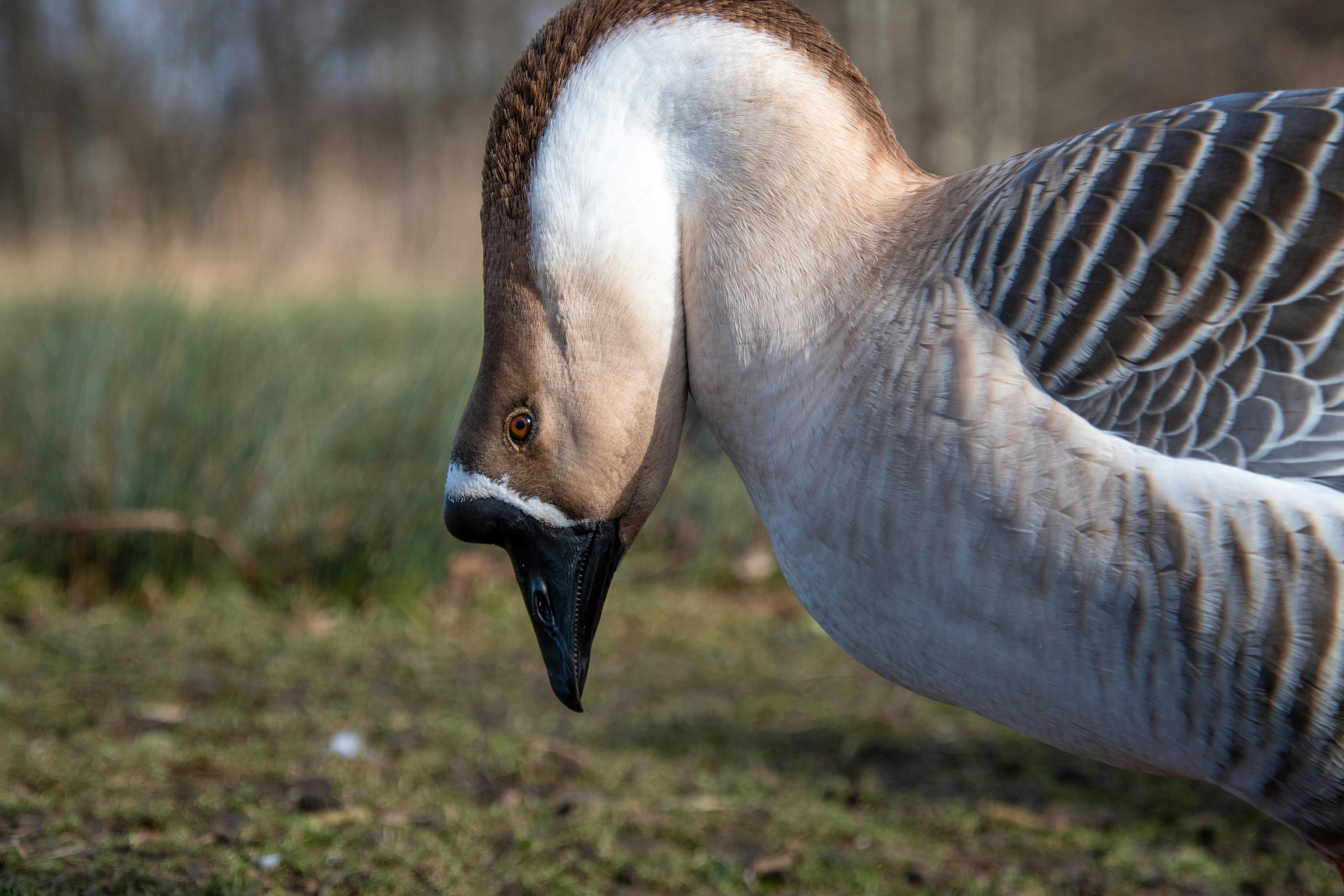 Bird with Black Beak · Free Stock Photo