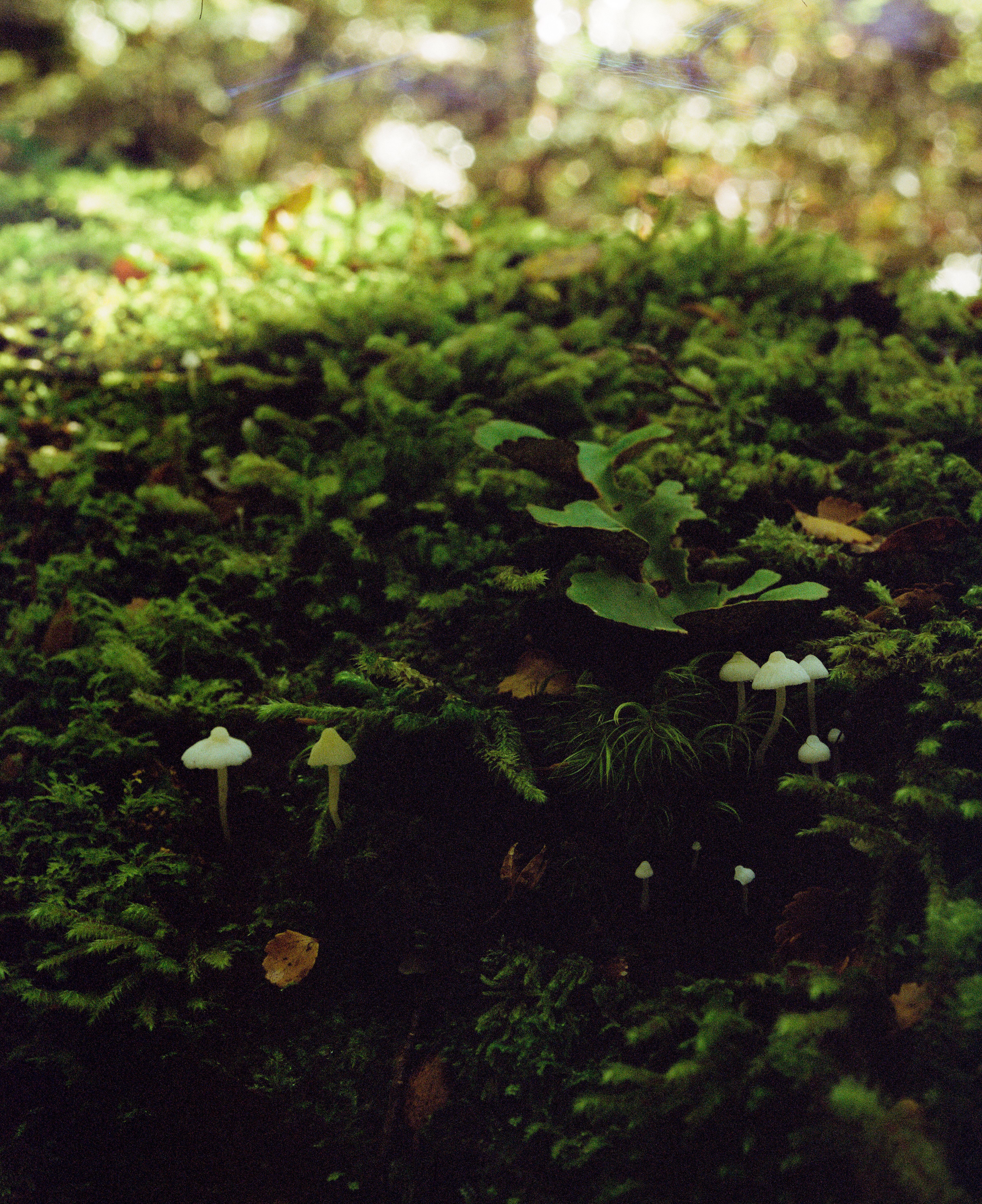 Forest Fong Photos, Download The BEST Free Forest Fong Stock Photos ...