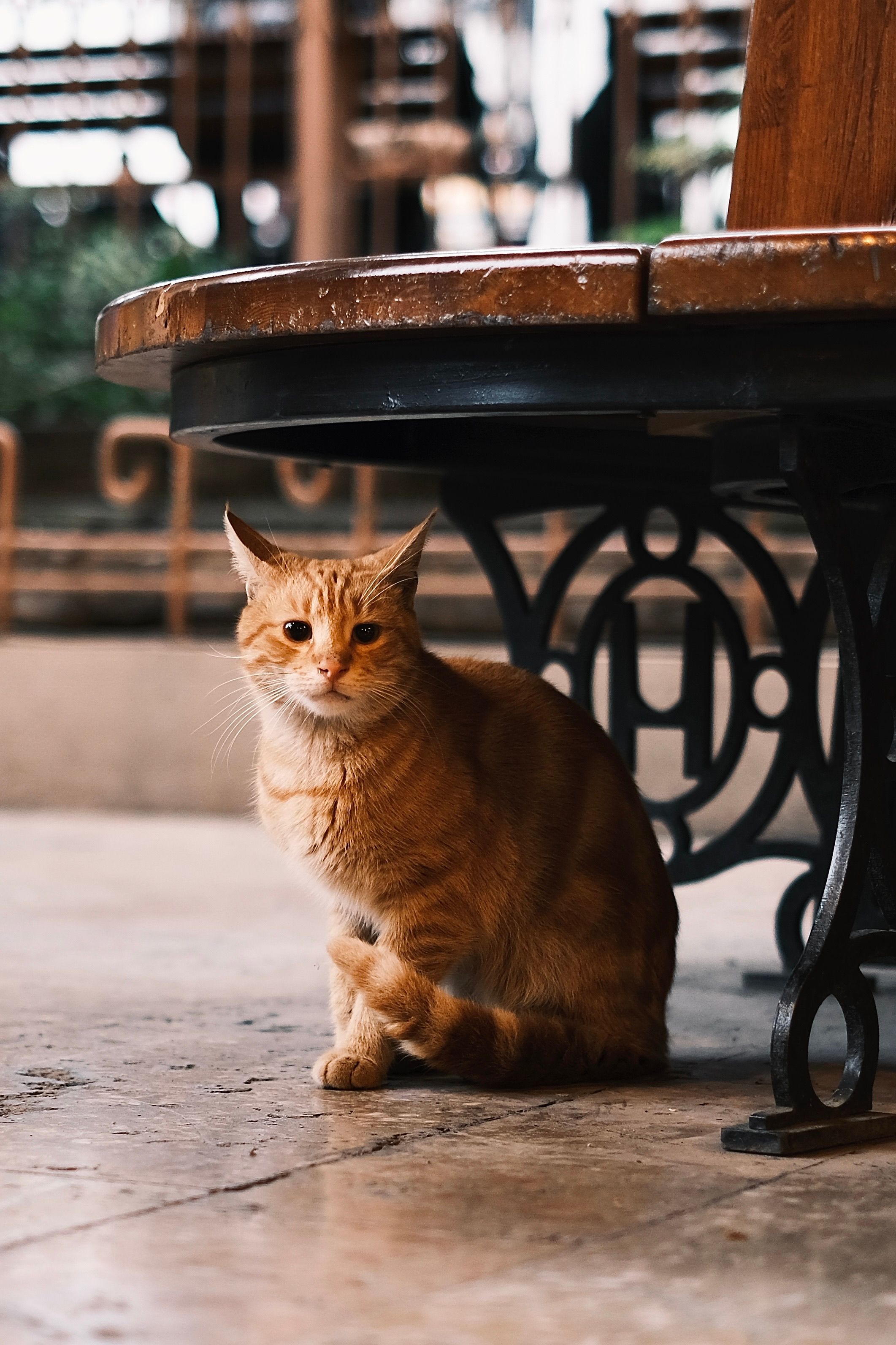 Ginger Cat Sitting Under Wooden Bench · Free Stock Photo