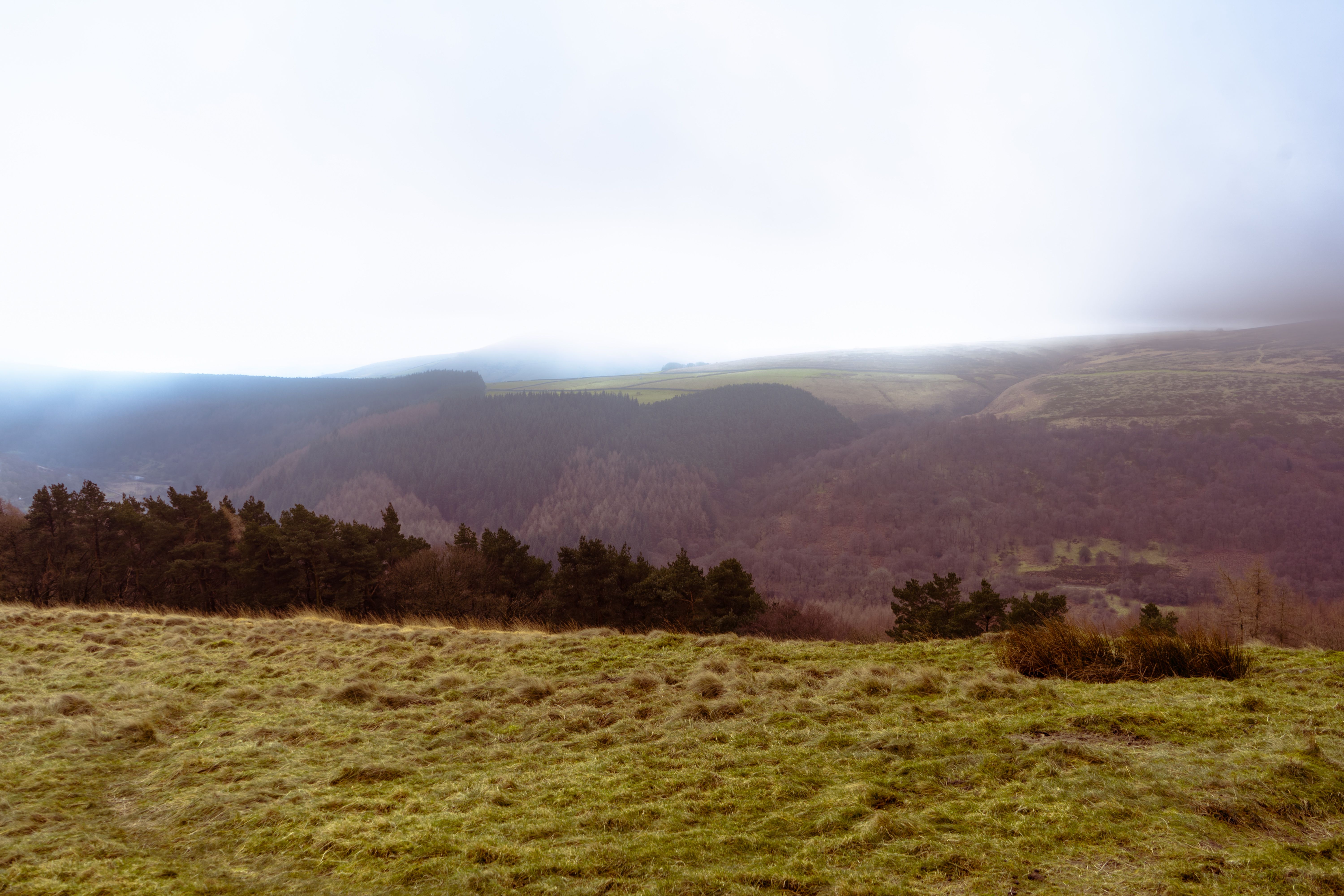 Grassland and Forest behind · Free Stock Photo