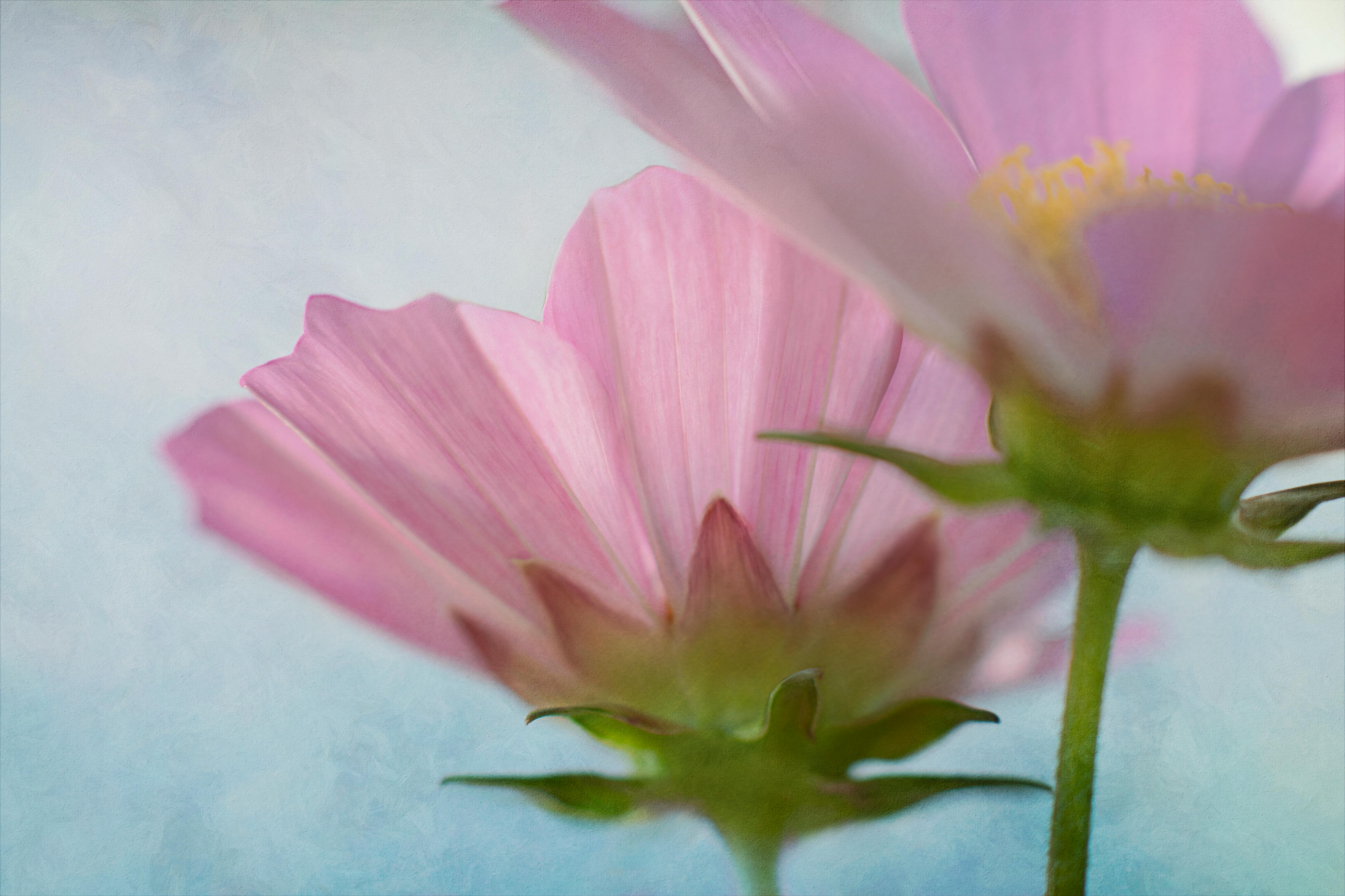 Kim Lawrie - Fotografía