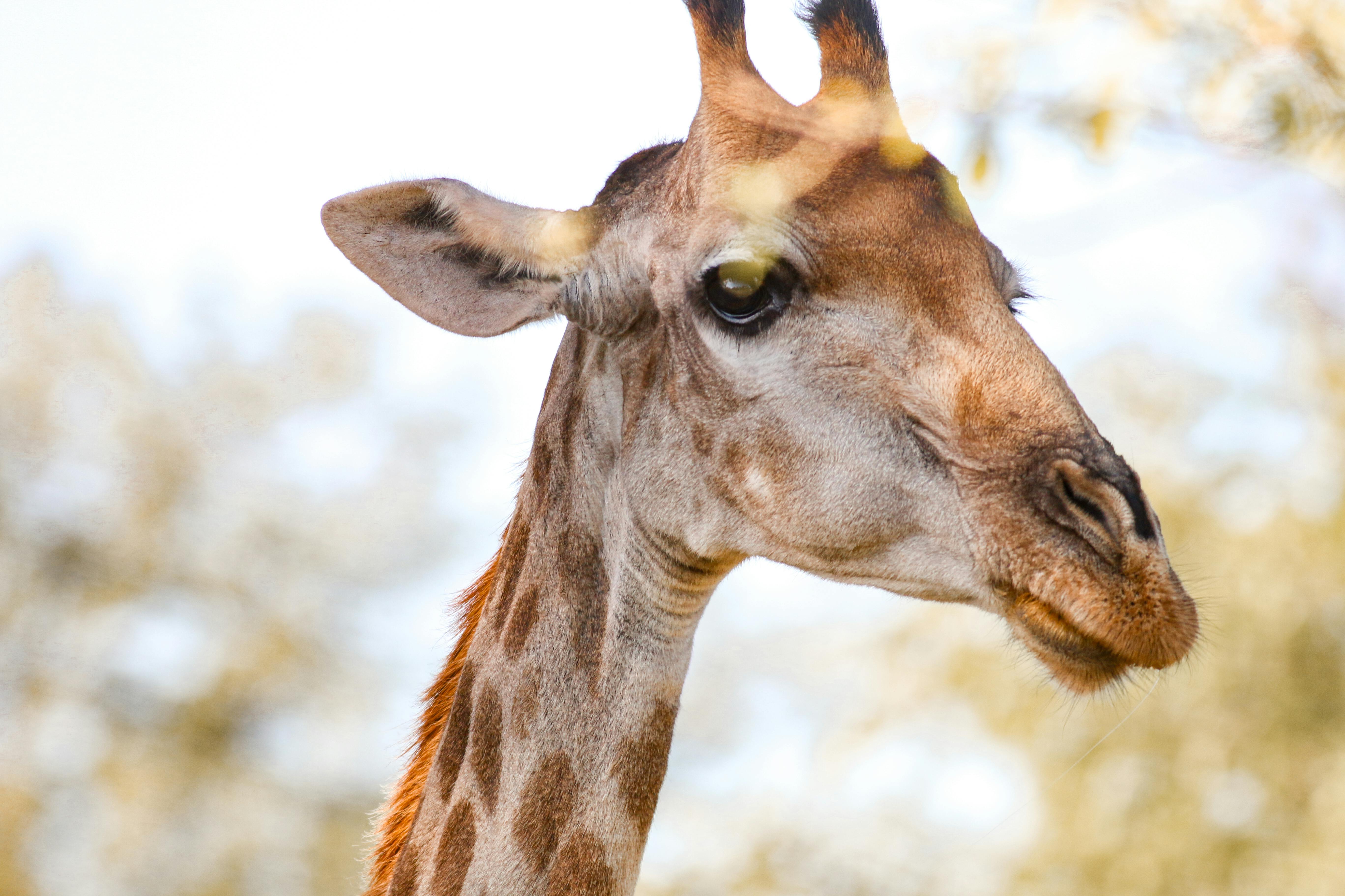 Cute Giraffes Photos, Download The BEST Free Cute Giraffes Stock Photos ...