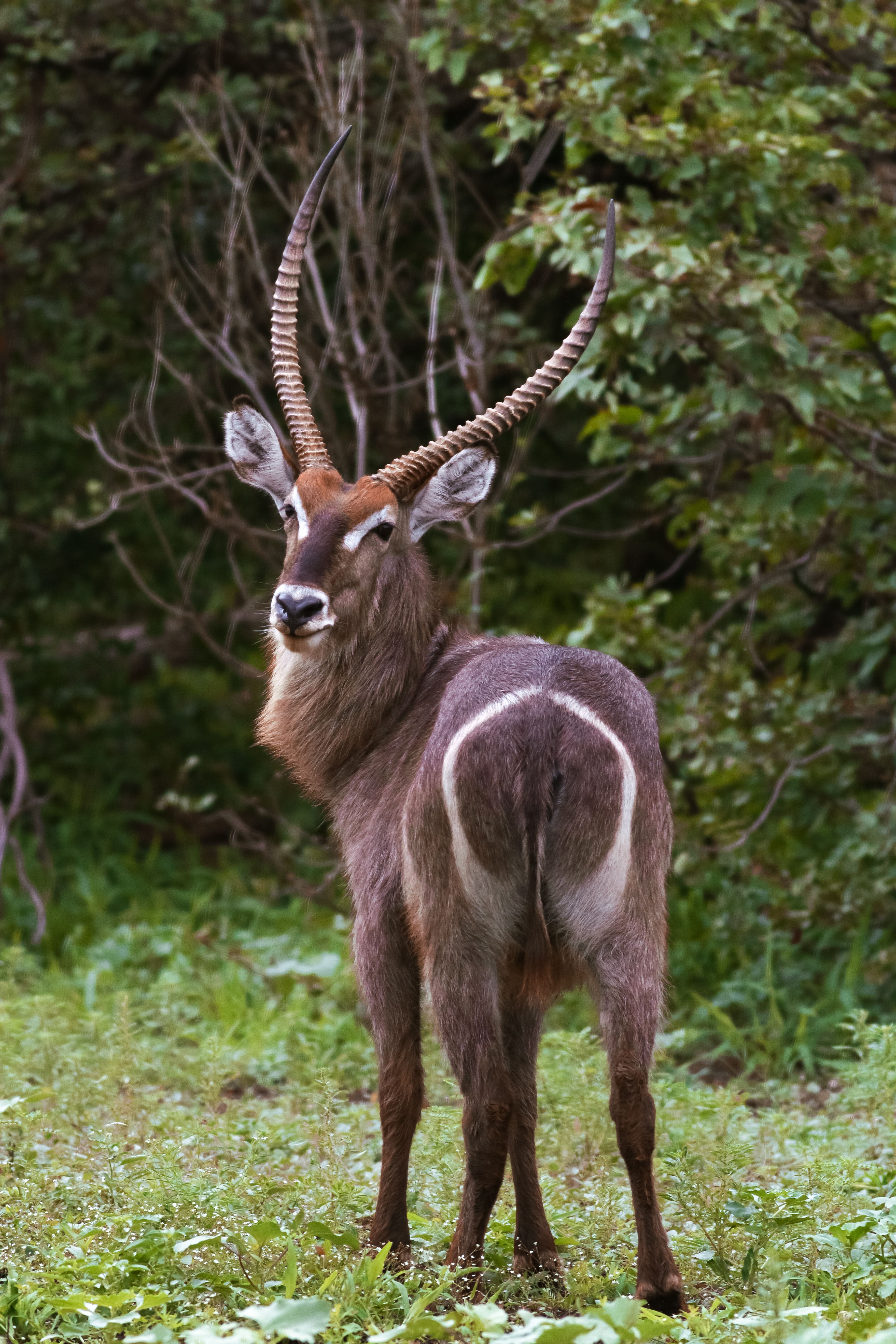 Antelope with Antlers · Free Stock Photo
