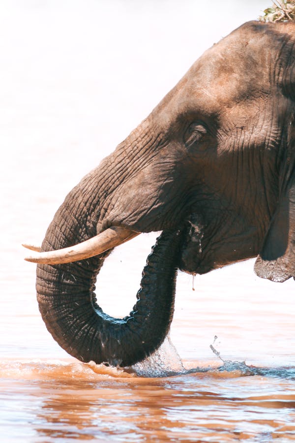 Animal Drinking Water Photos, Download The BEST Free Animal Drinking ...